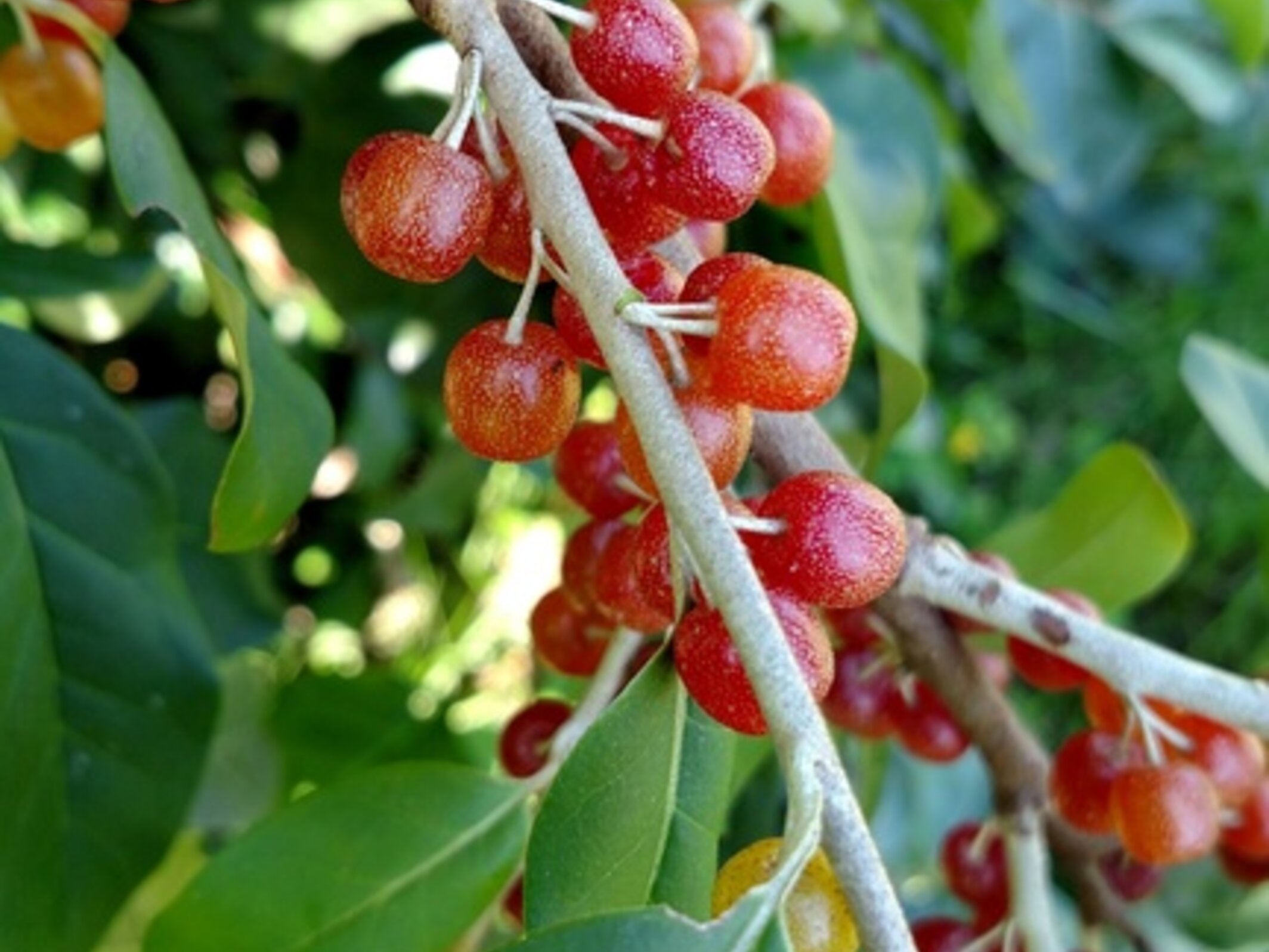 Autumn Olive | Nebraska Invasive Species Council | Nebraska
