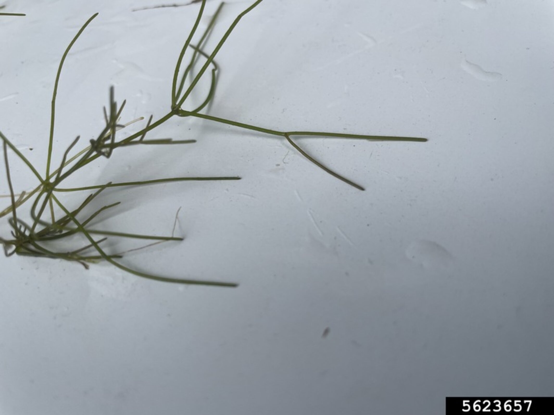Starry Stonewort | Nebraska Invasive Species Council | Nebraska