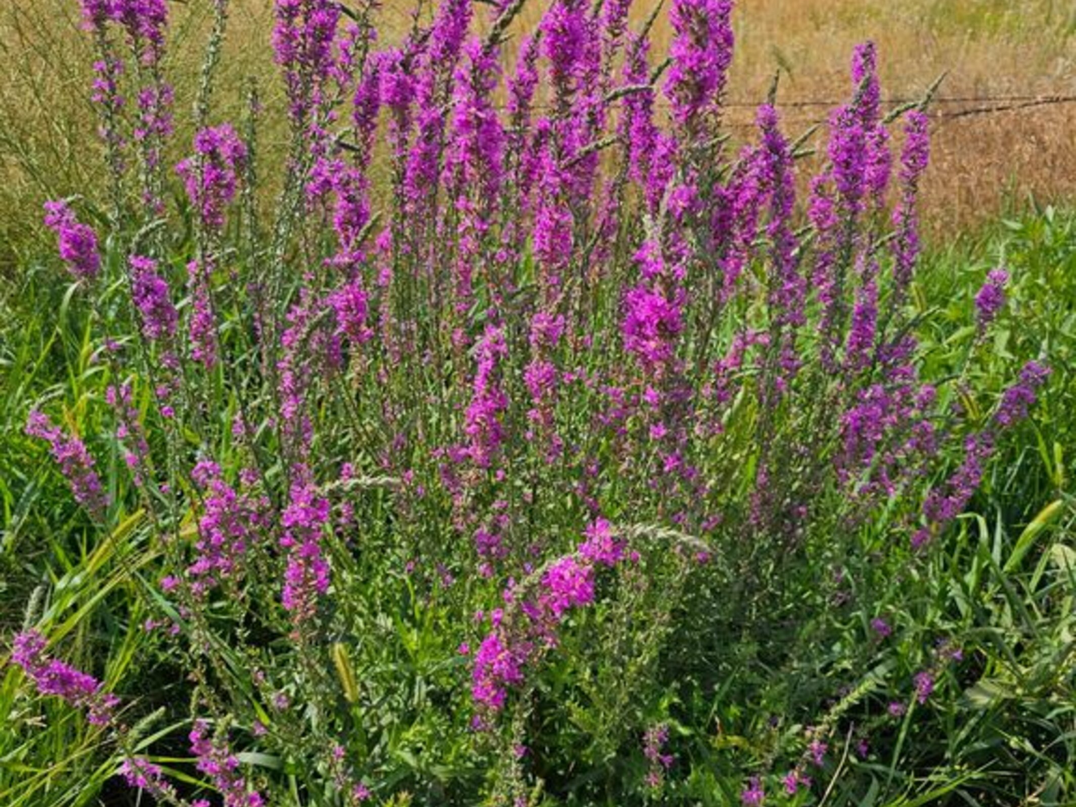 Purple Loosestrife | Nebraska Invasive Species Council | Nebraska