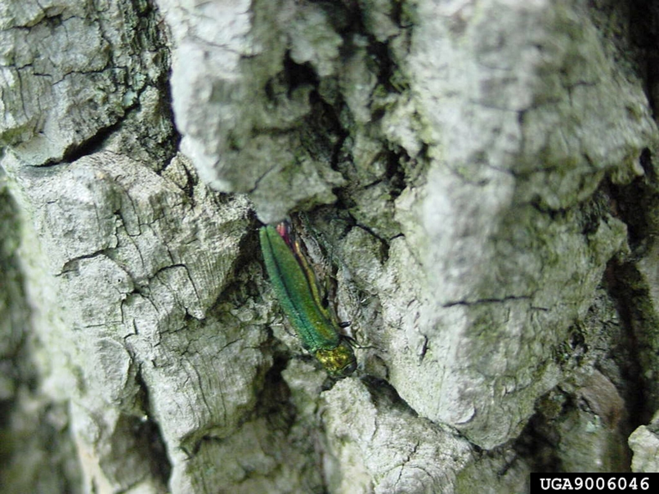 Emerald Ash Borer | Nebraska Invasive Species Council | Nebraska