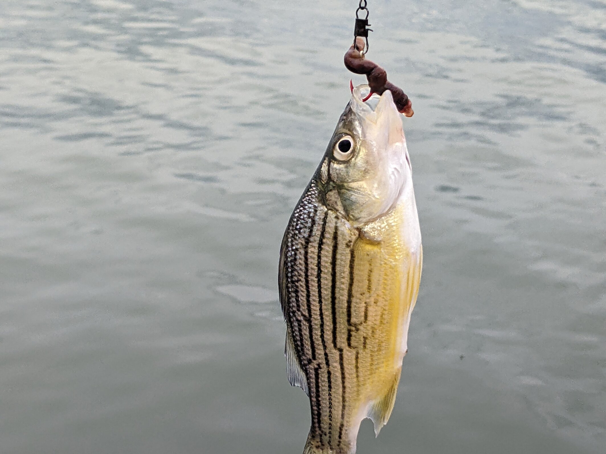 Yellow Bass | Nebraska Invasive Species Council | Nebraska