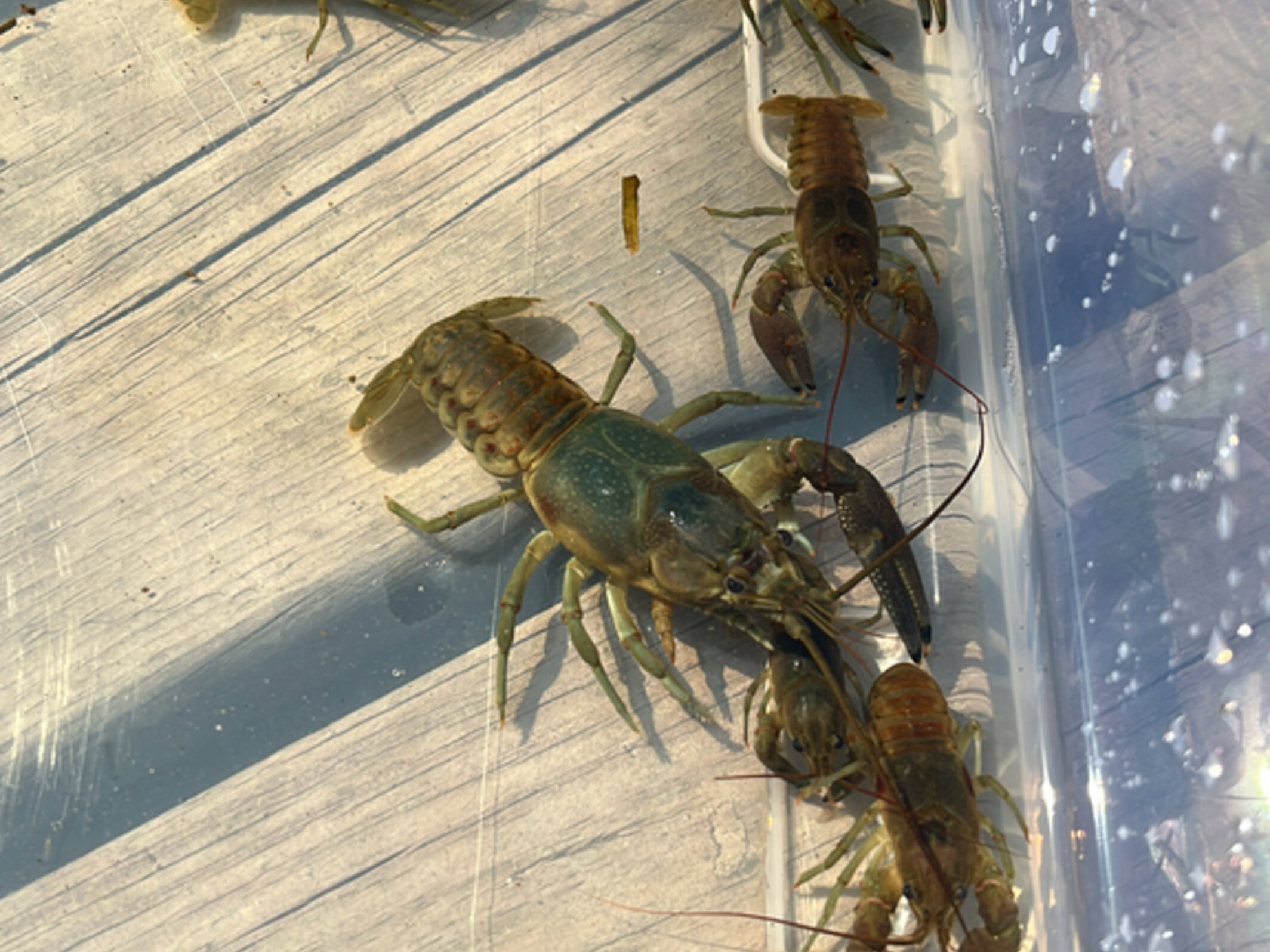 Rusty Crayfish | Nebraska Invasive Species Council | Nebraska