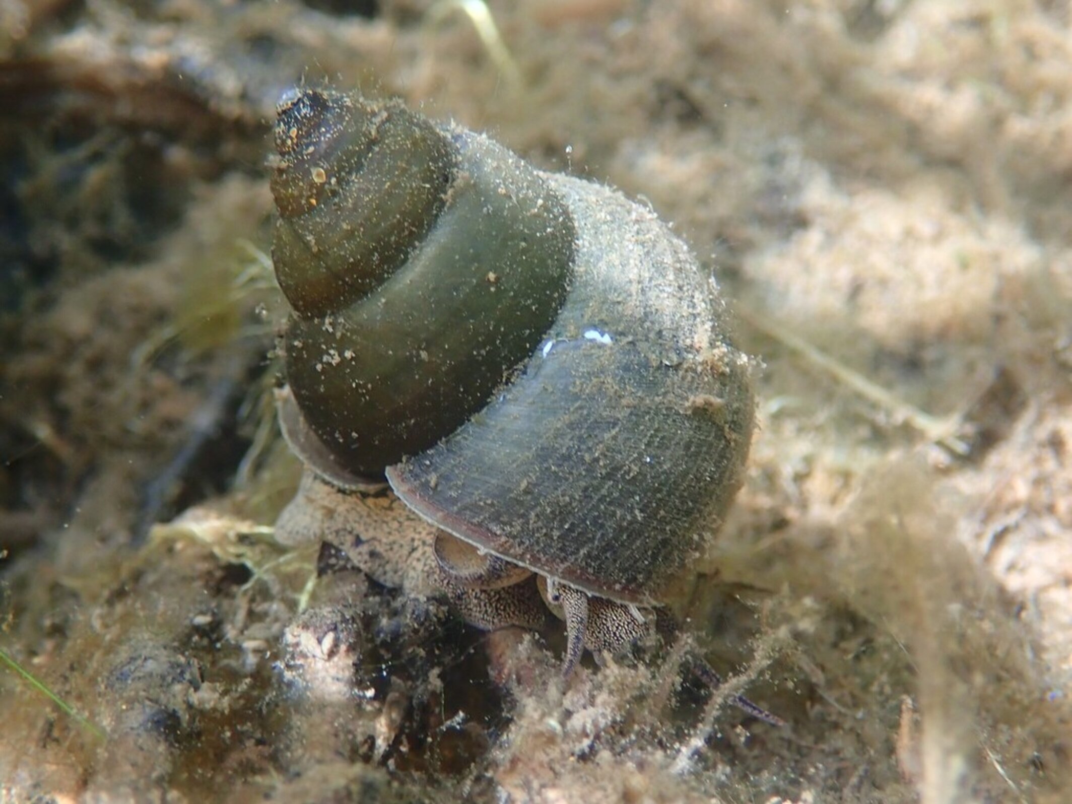 Trapdoor Snail | Nebraska Invasive Species Council | Nebraska