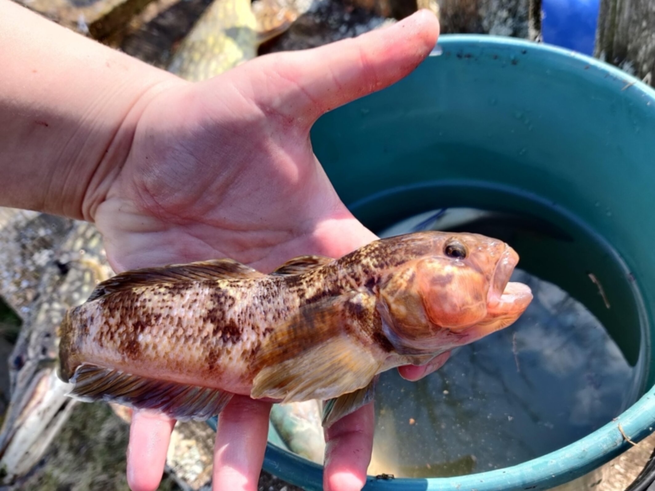 Round Goby | Nebraska Invasive Species Council | Nebraska