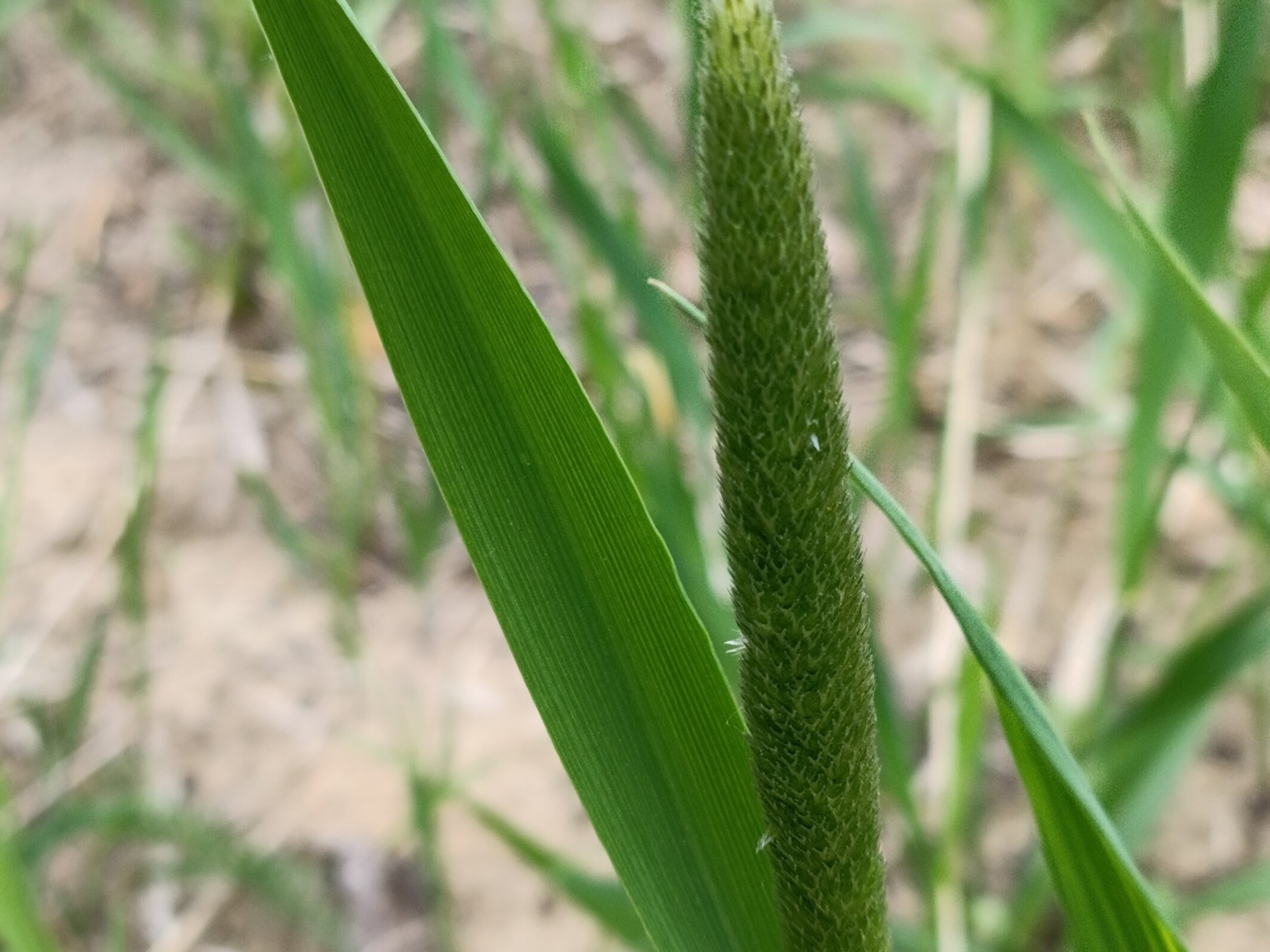 Creeping Foxtail | Nebraska Invasive Species Council | Nebraska