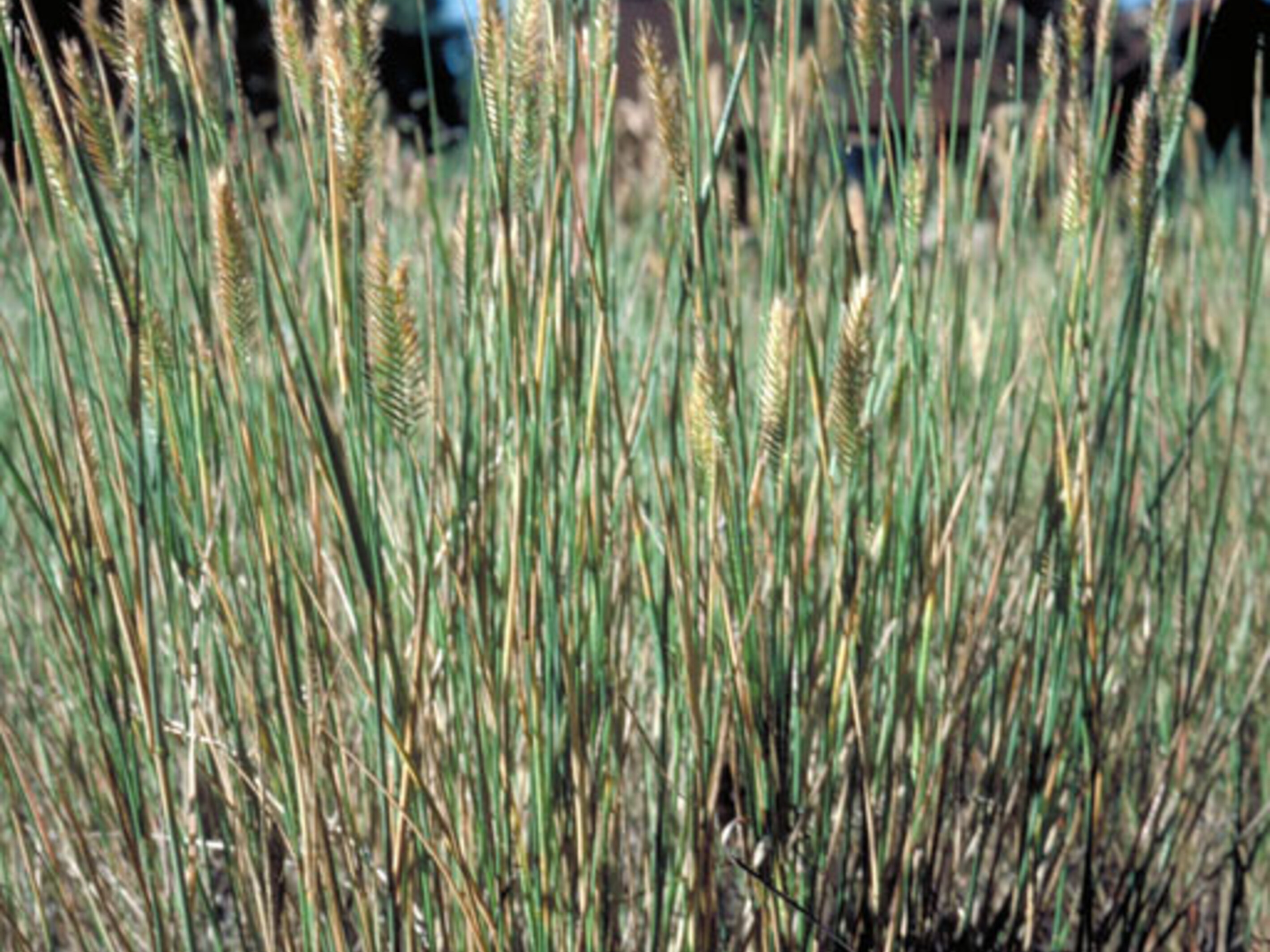 Crested Wheatgrass | Nebraska Invasive Species Council | Nebraska