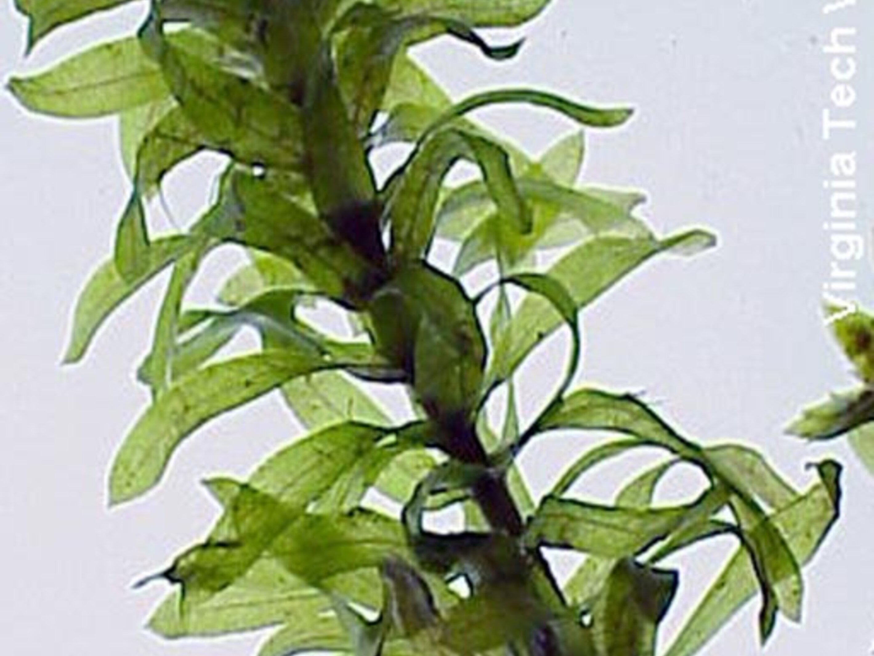 Elodea | Nebraska Invasive Species Council | Nebraska