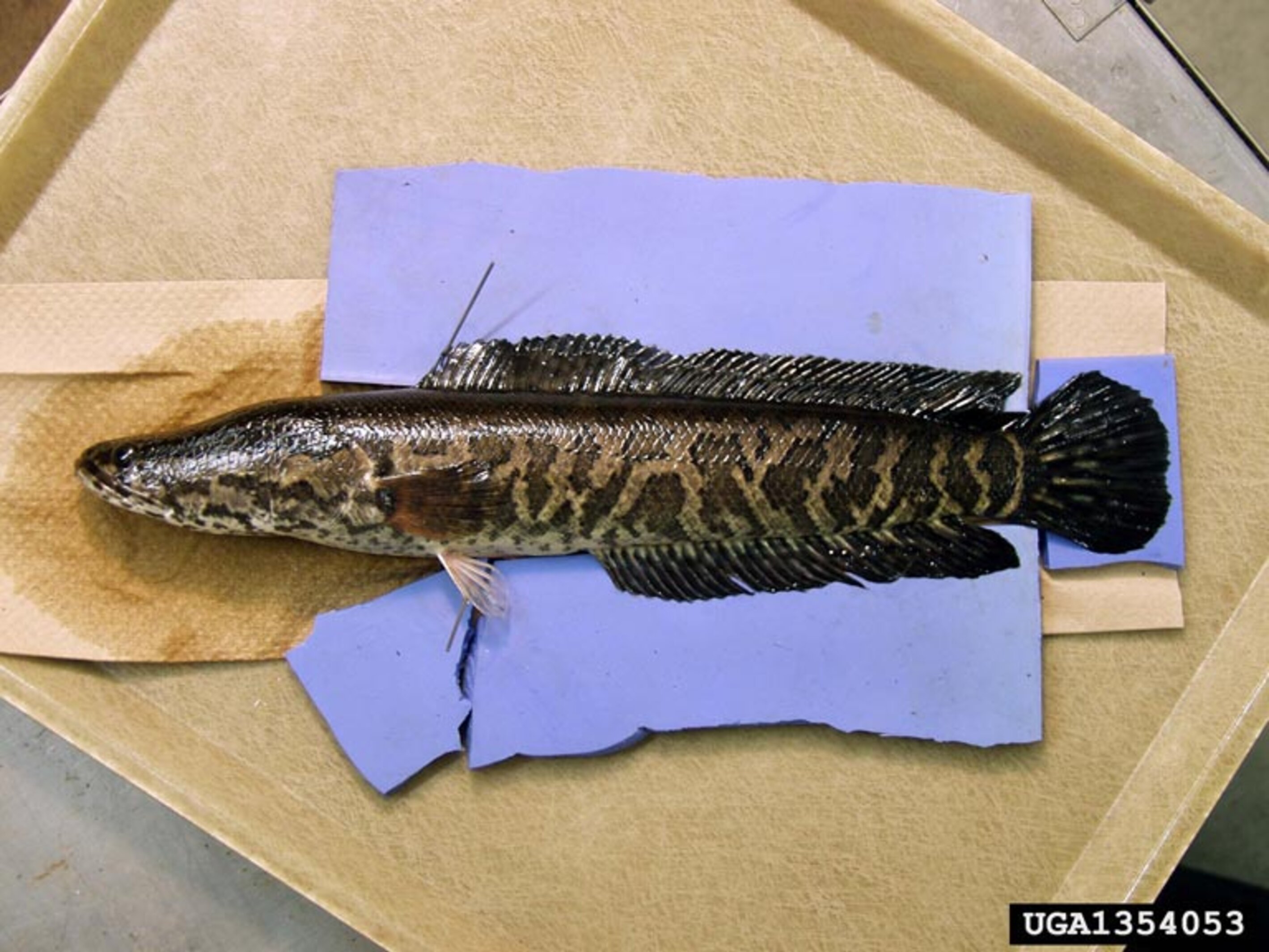 Snakehead | Nebraska Invasive Species Council | Nebraska