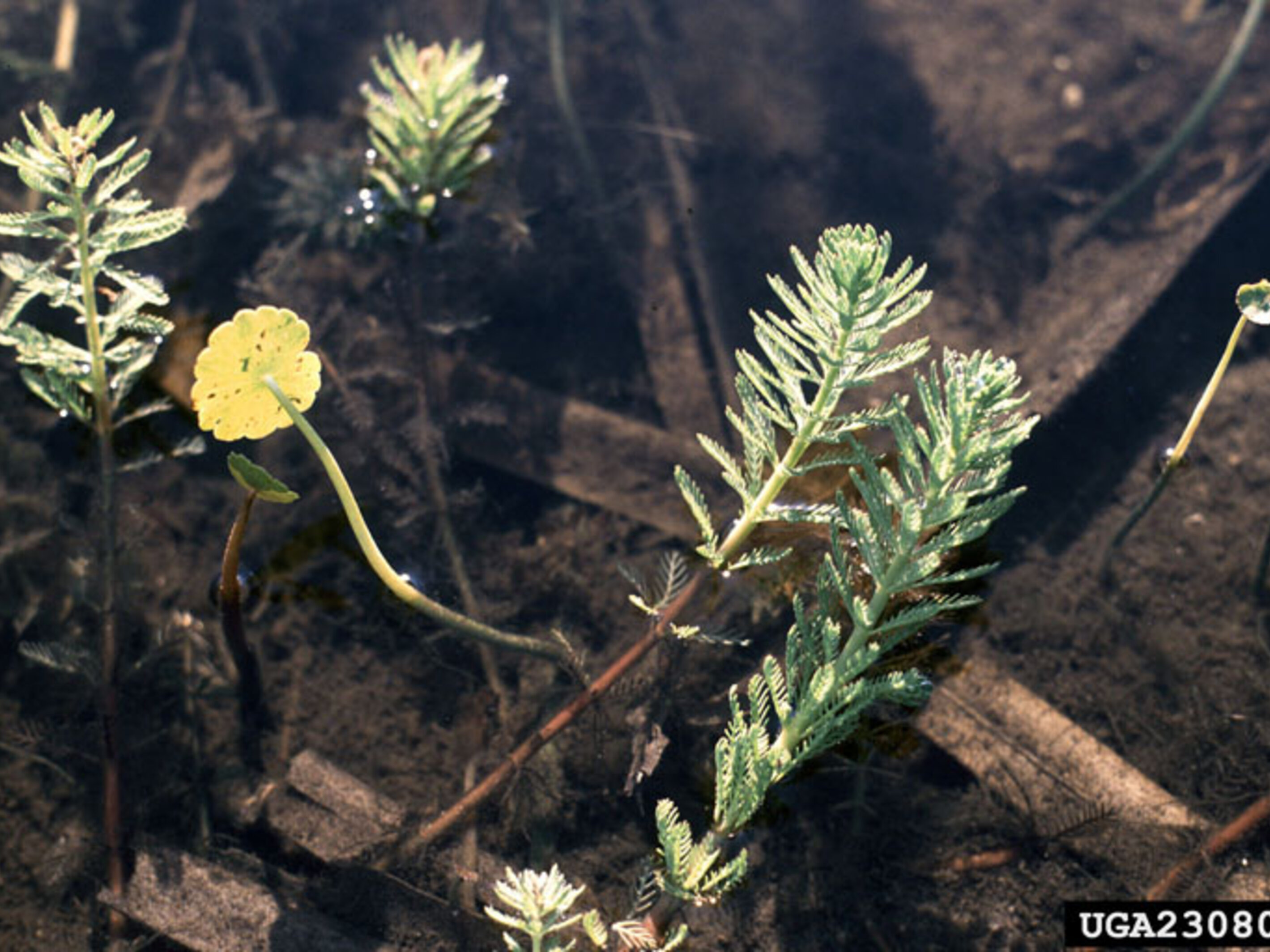 Parrot Feather | Nebraska Invasive Species Council | Nebraska
