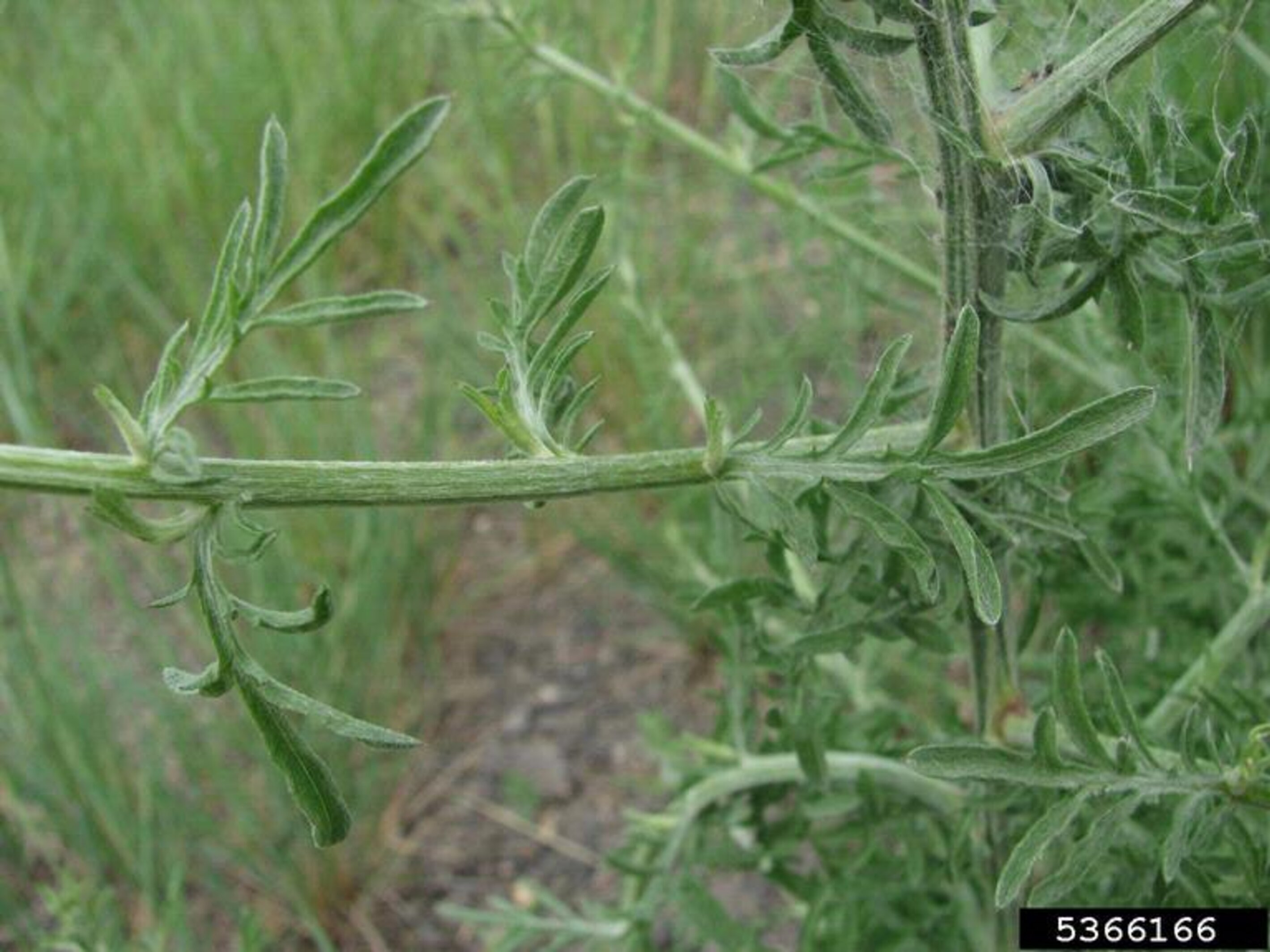 Diffuse Knapweed | Nebraska Invasive Species Council | Nebraska