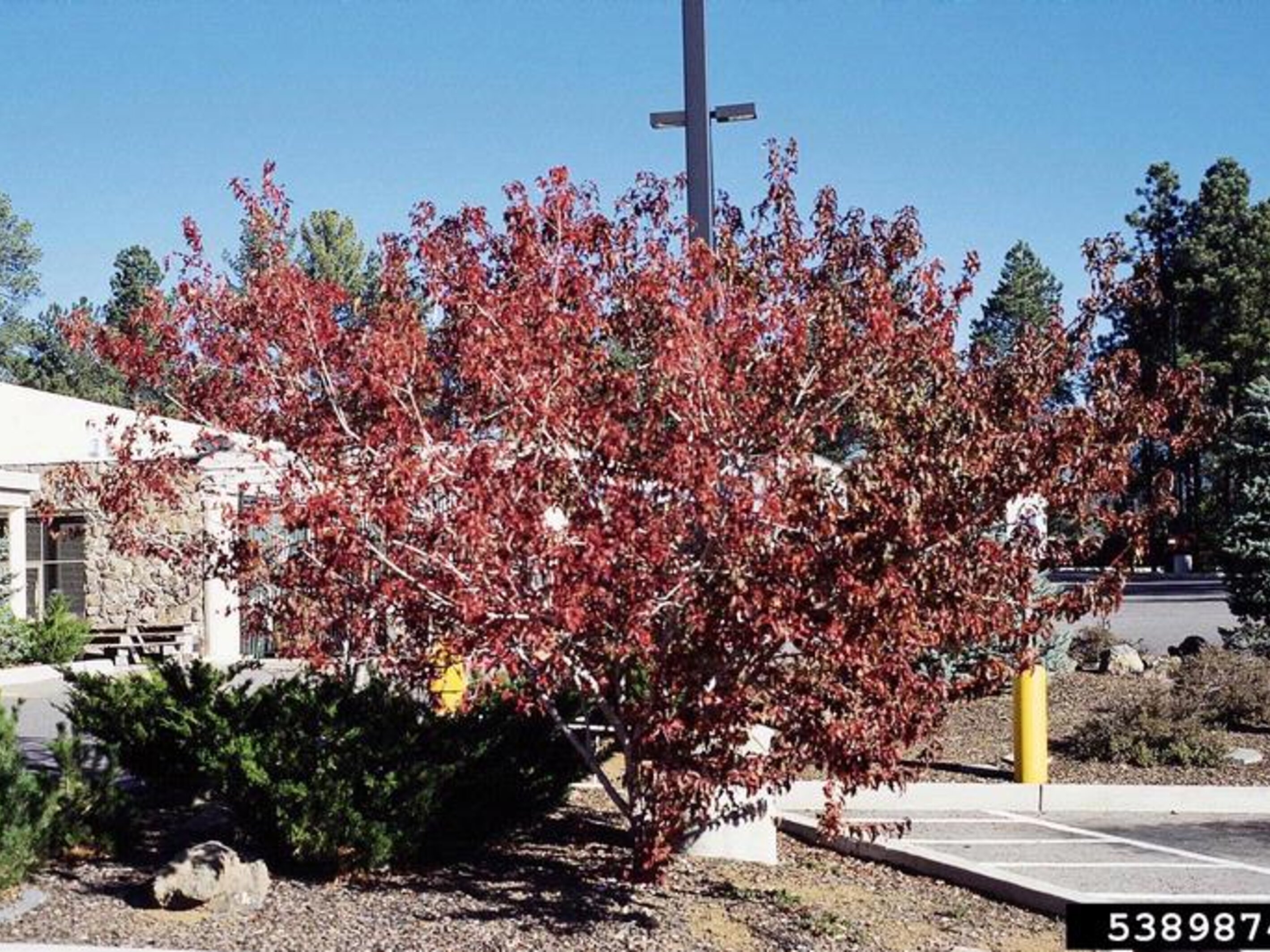 Amur Maple | Nebraska Invasive Species Council | Nebraska
