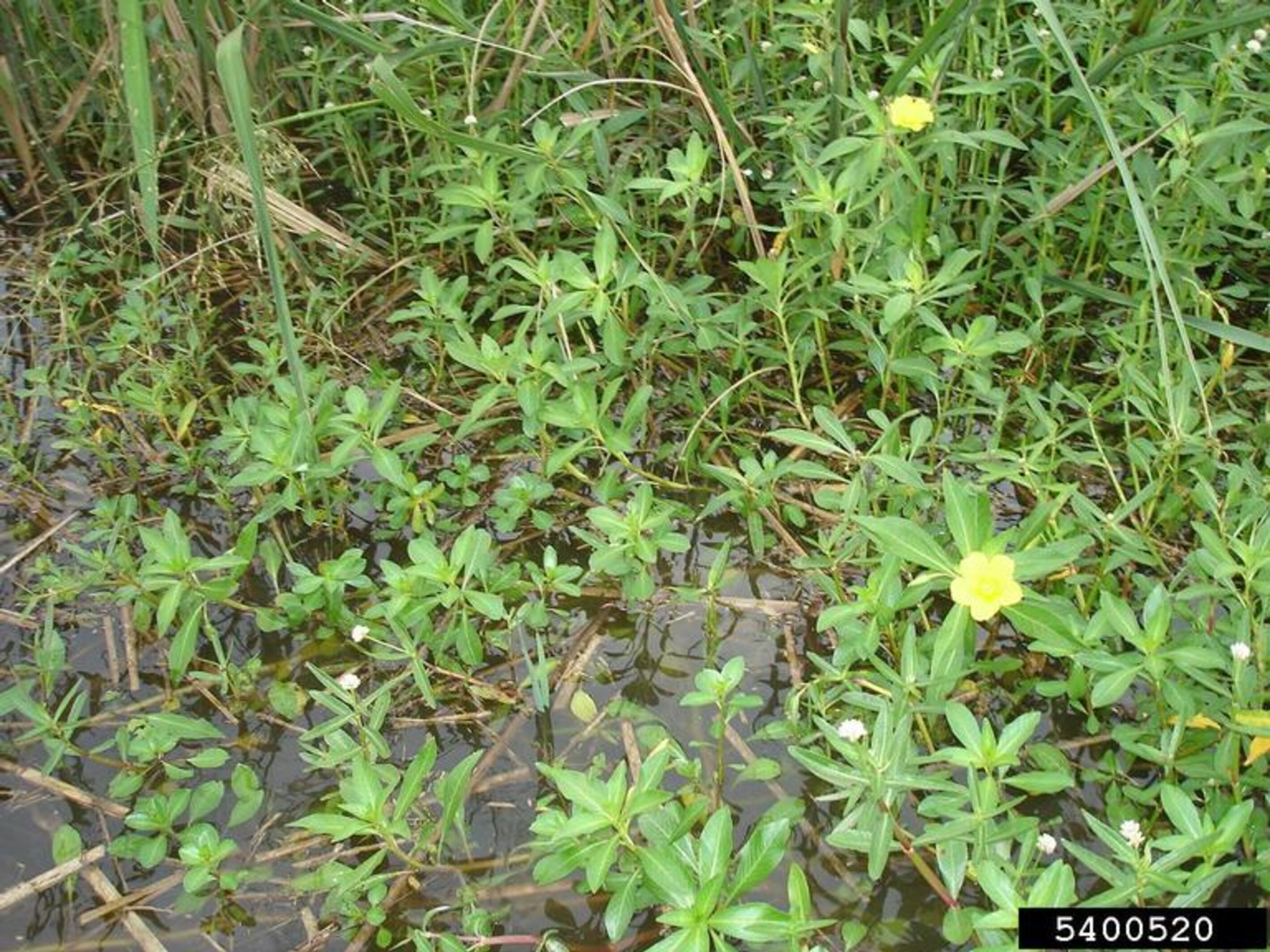Creeping Water Primrose | Nebraska Invasive Species Council | Nebraska