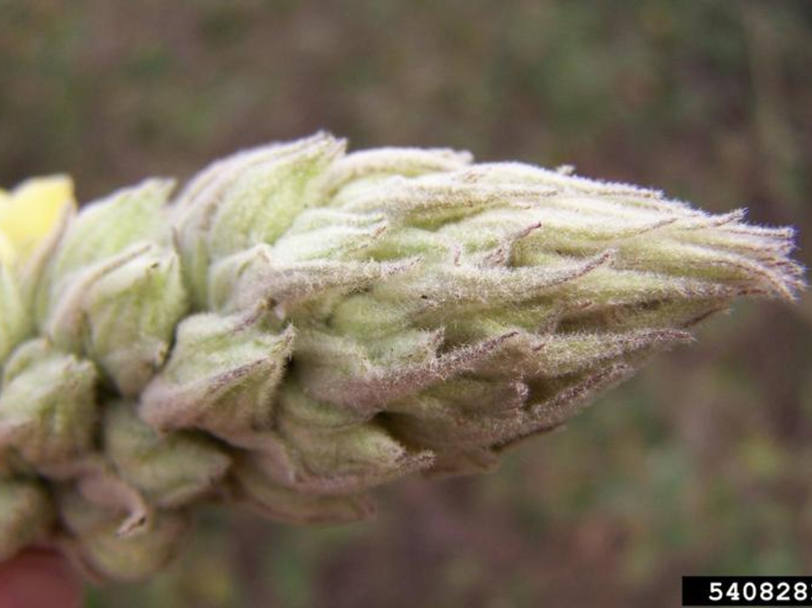 Common Mullein | Nebraska Invasive Species Council | Nebraska