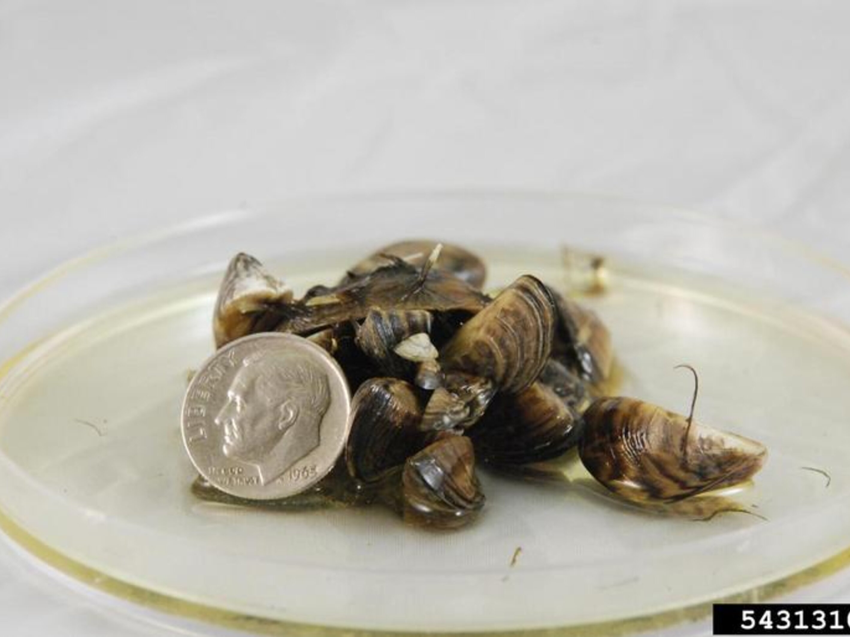 Zebra Mussel | Nebraska Invasive Species Council | Nebraska