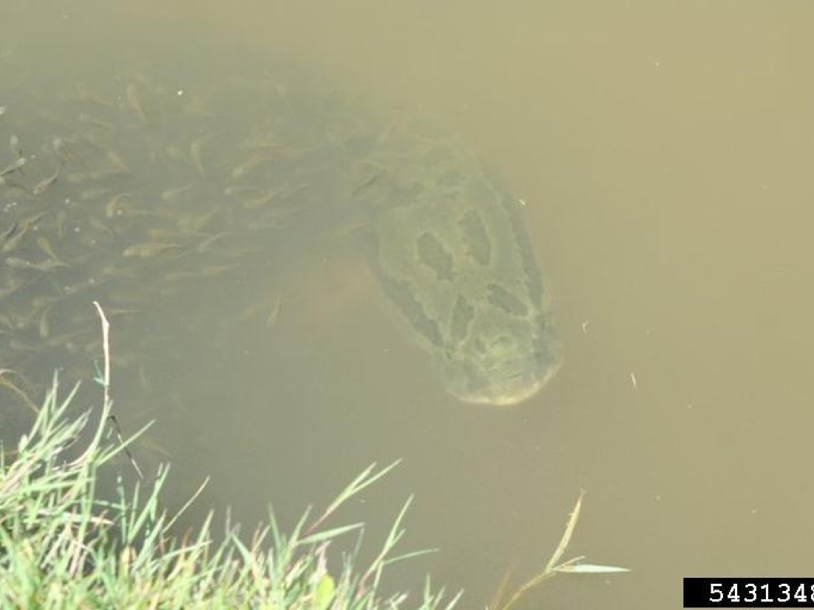 Snakehead | Nebraska Invasive Species Council | Nebraska