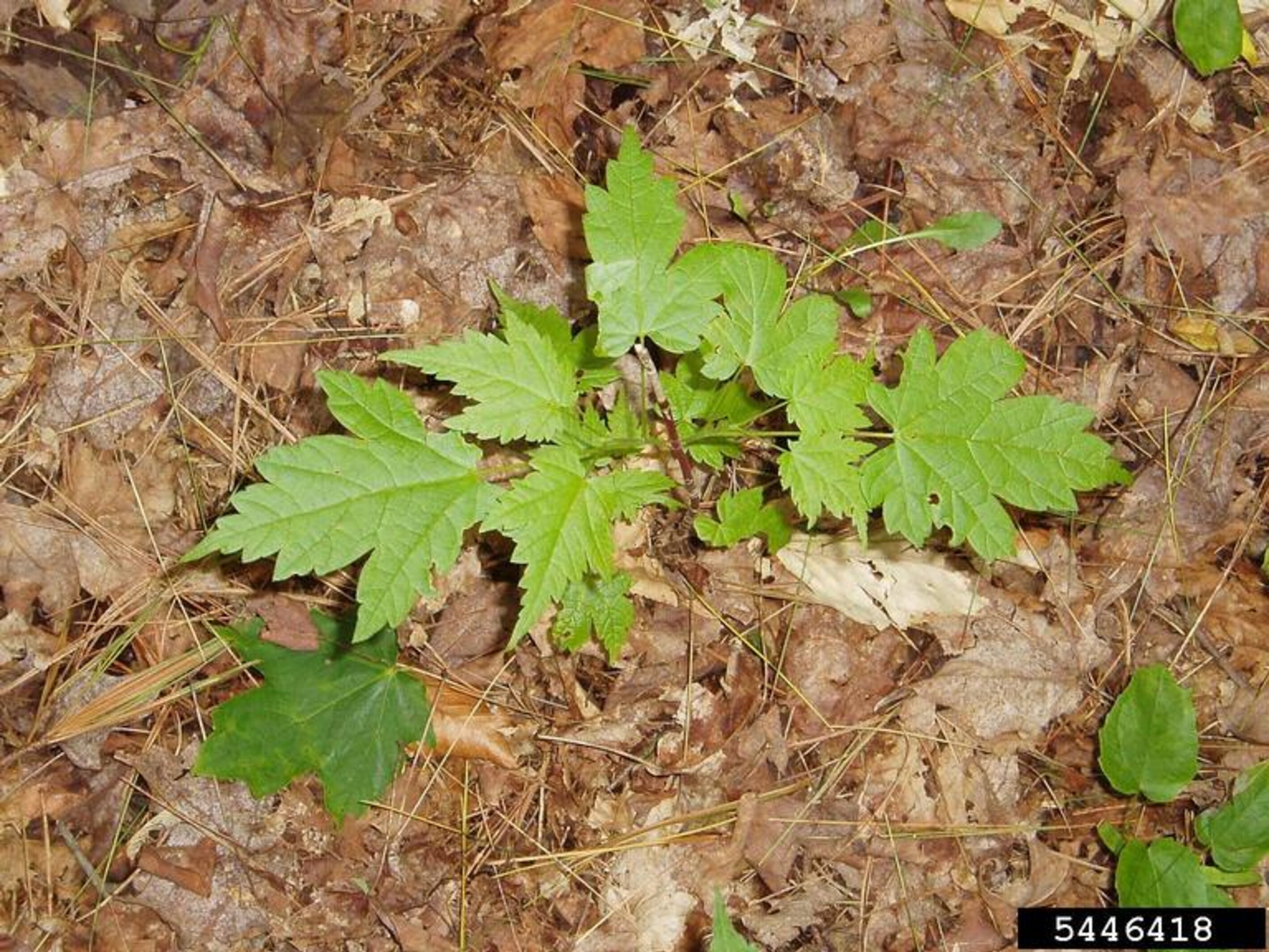 Amur Maple | Nebraska Invasive Species Council | Nebraska
