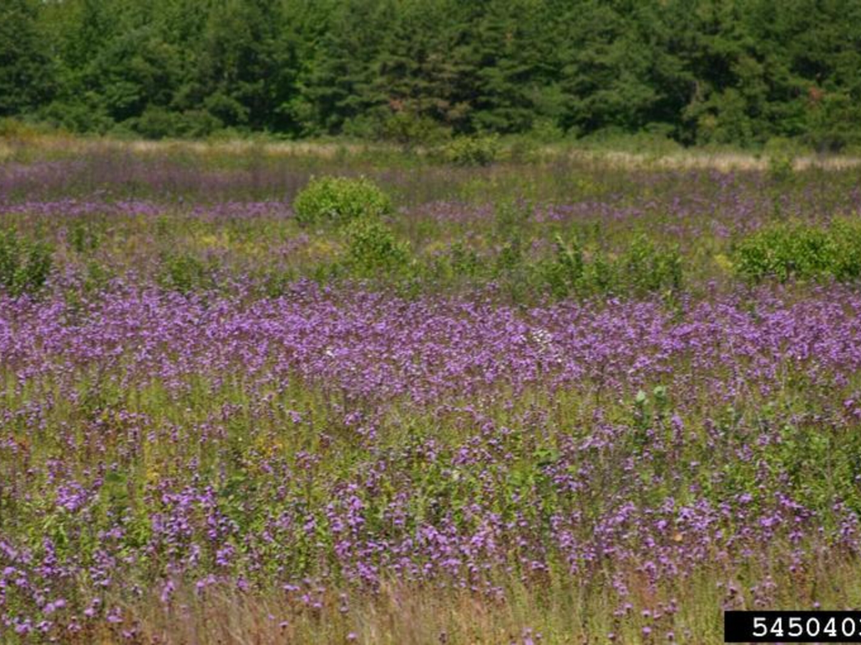 Canada Thistle | Nebraska Invasive Species Council | Nebraska