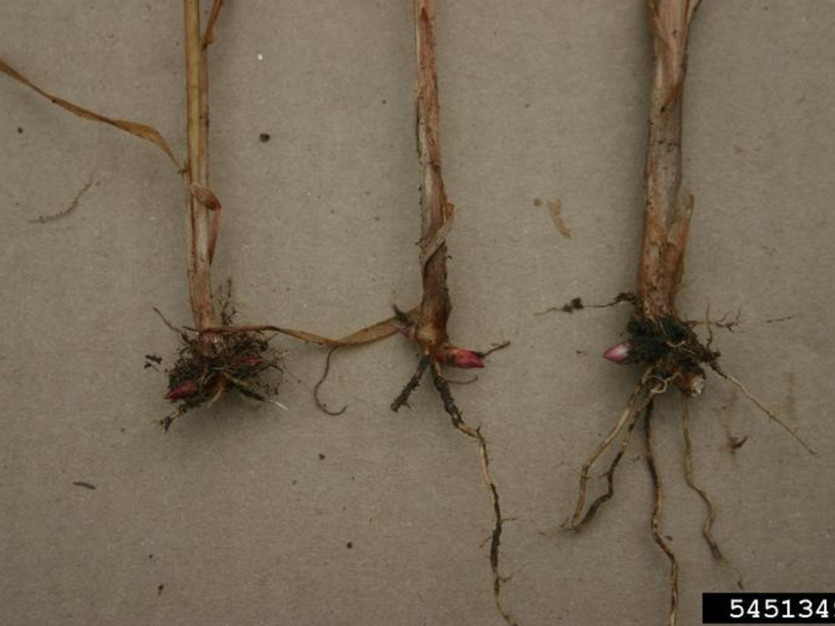 Reed Canary Grass | Nebraska Invasive Species Council | Nebraska