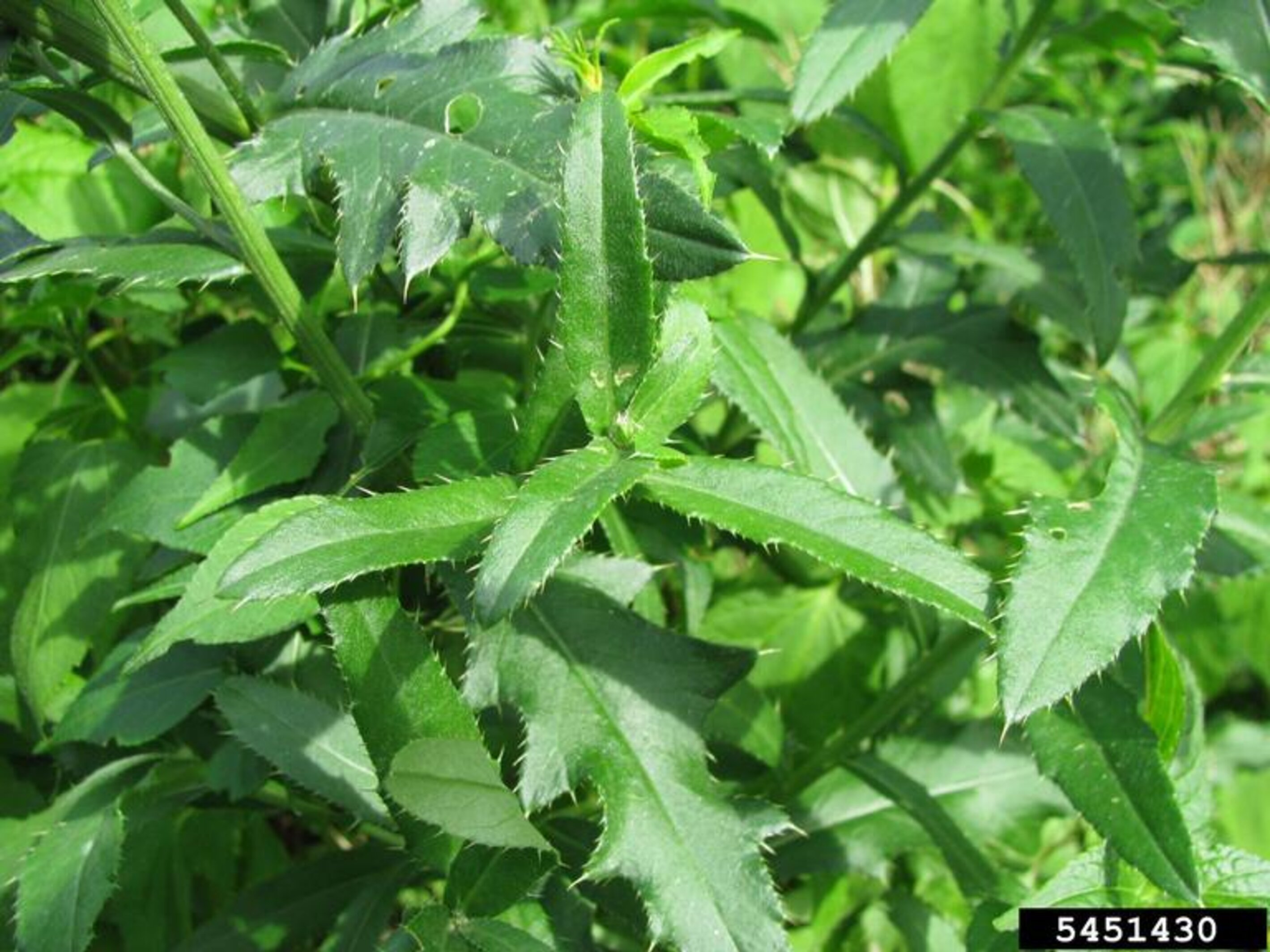 Canada Thistle | Nebraska Invasive Species Council | Nebraska