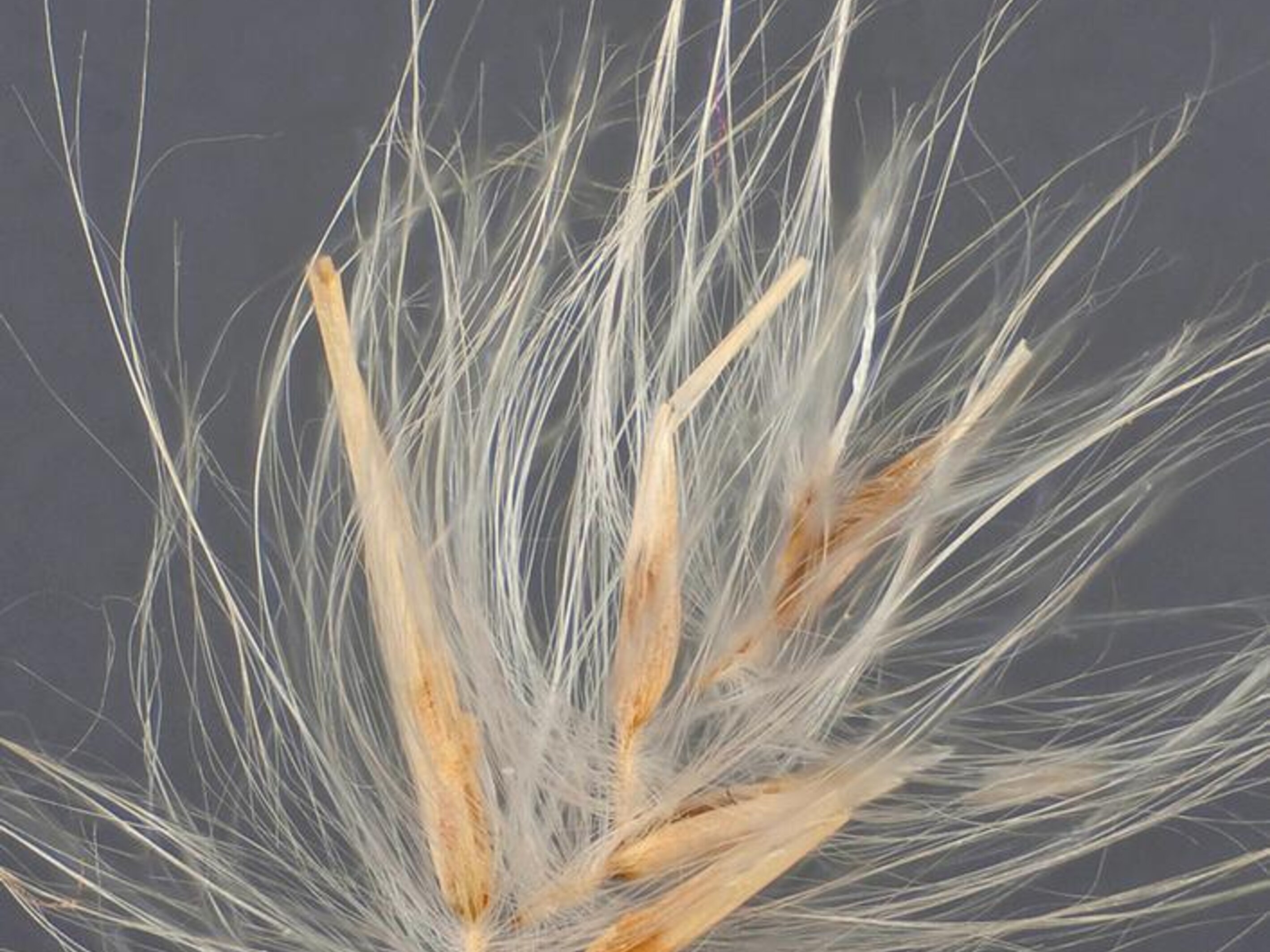Common Reed | Nebraska Invasive Species Council | Nebraska