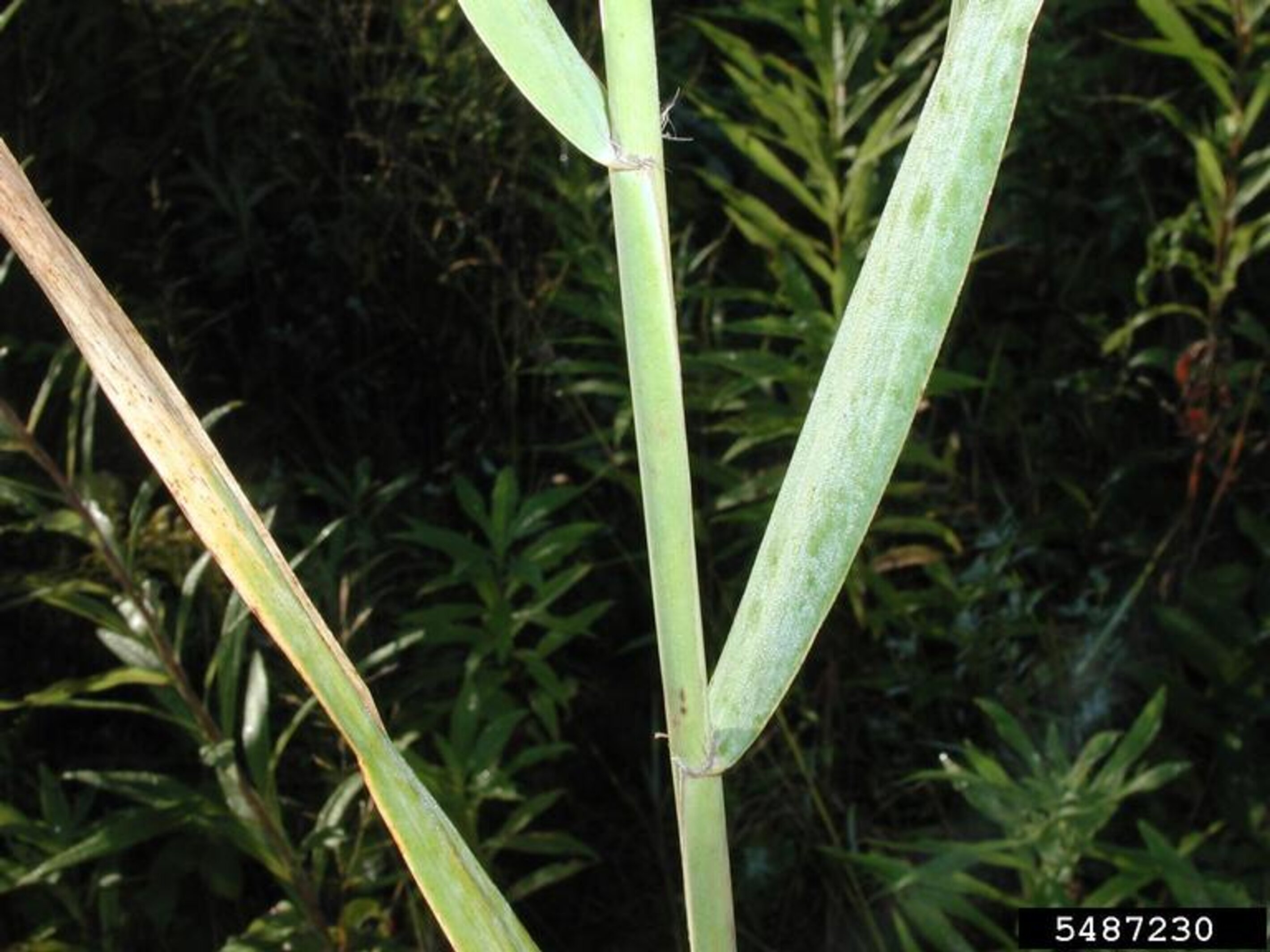 Common Reed | Nebraska Invasive Species Council | Nebraska