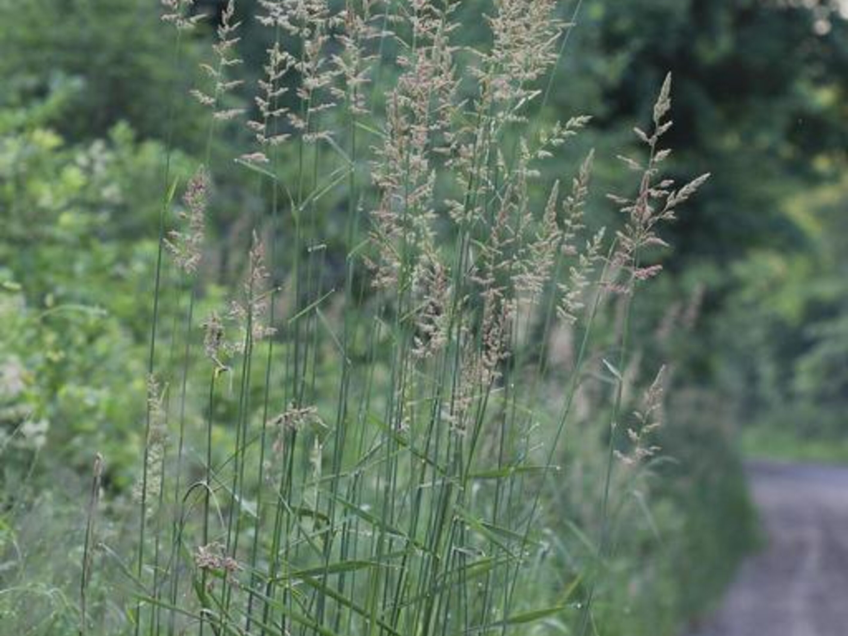 Reed Canary Grass | Nebraska Invasive Species Council | Nebraska