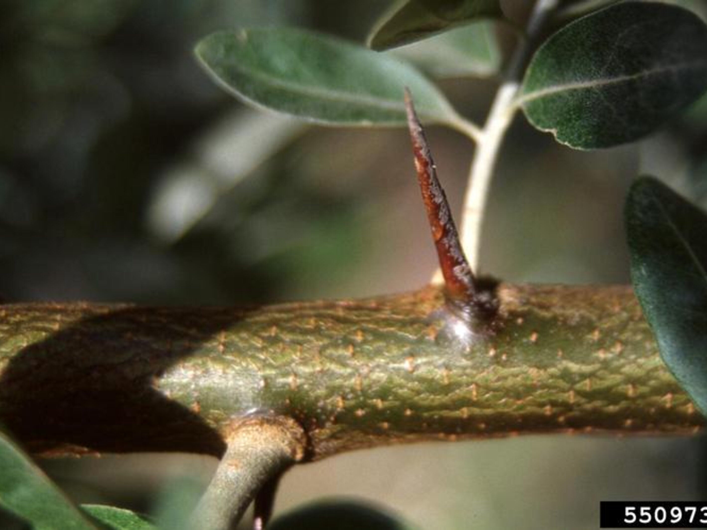 Autumn Olive | Nebraska Invasive Species Council | Nebraska