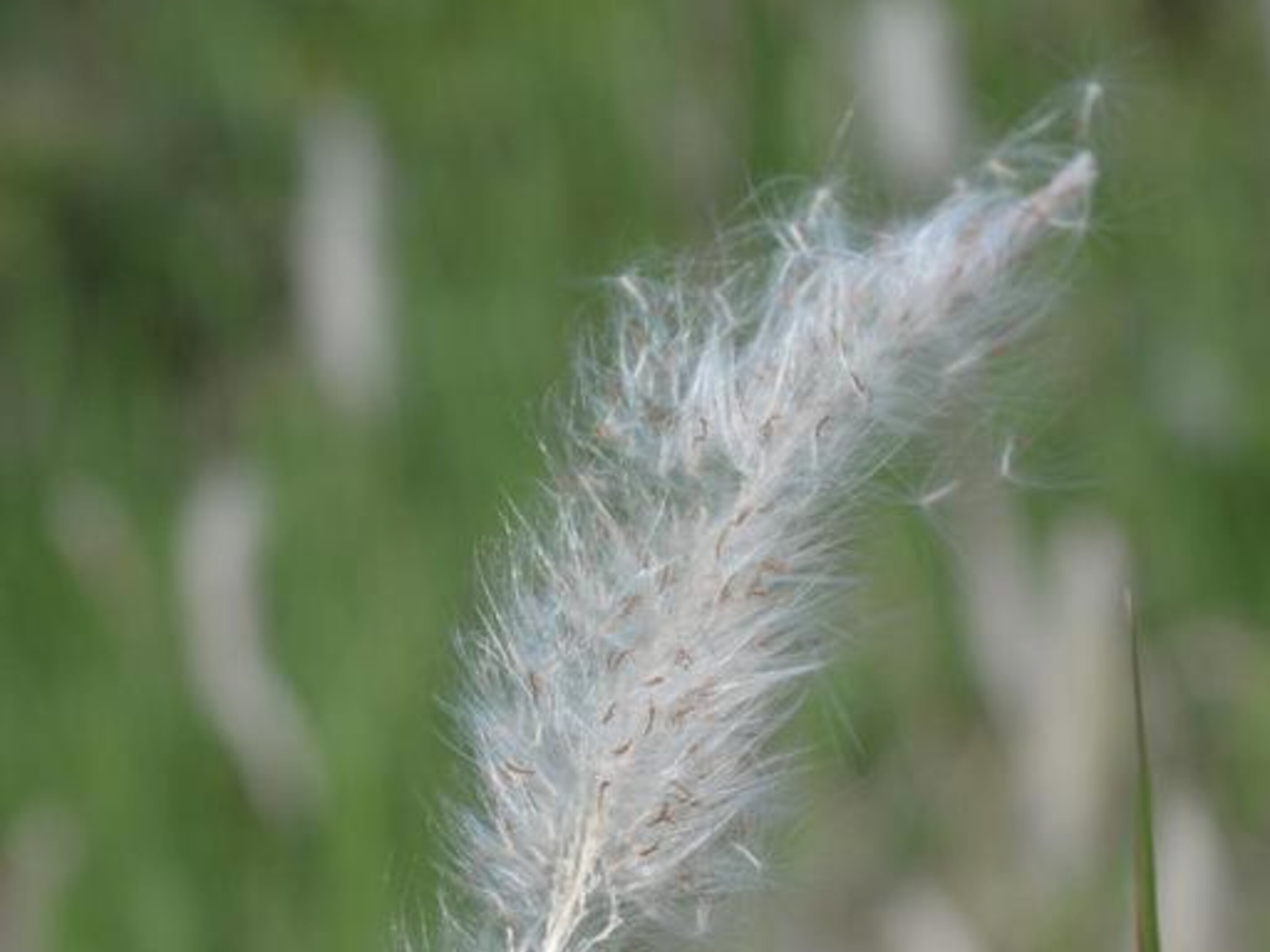 Cogongrass | Nebraska Invasive Species Council | Nebraska