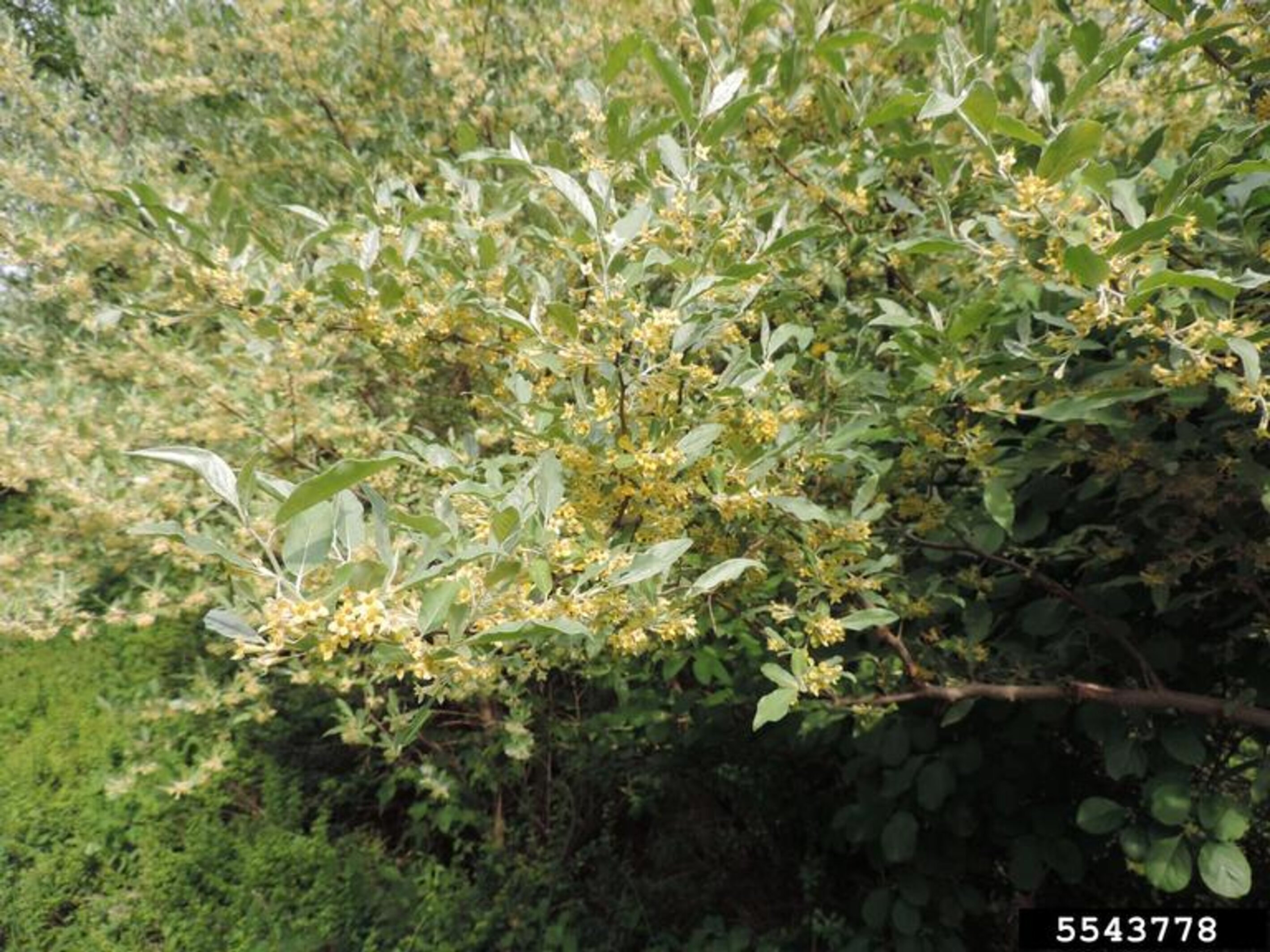 Autumn Olive | Nebraska Invasive Species Council | Nebraska