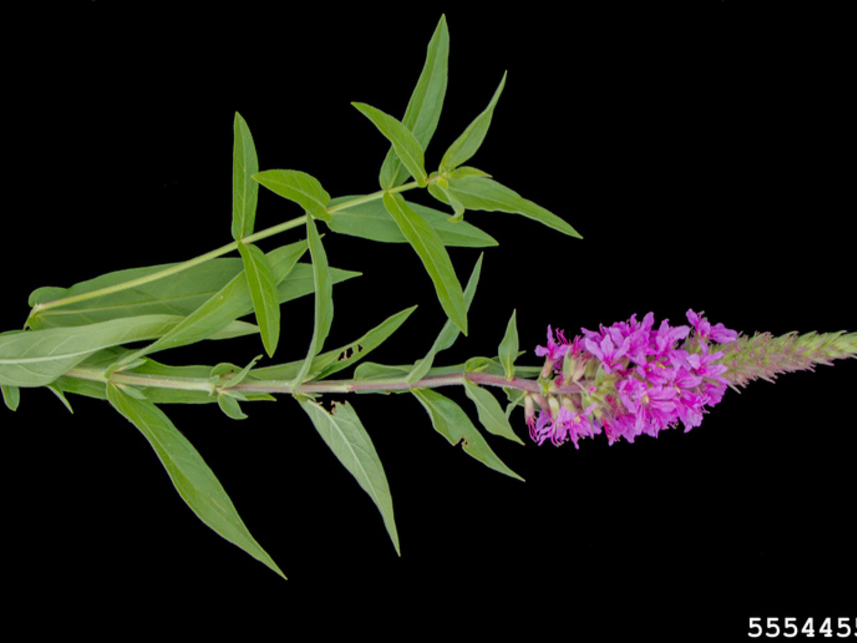 Purple Loosestrife | Nebraska Invasive Species Council | Nebraska