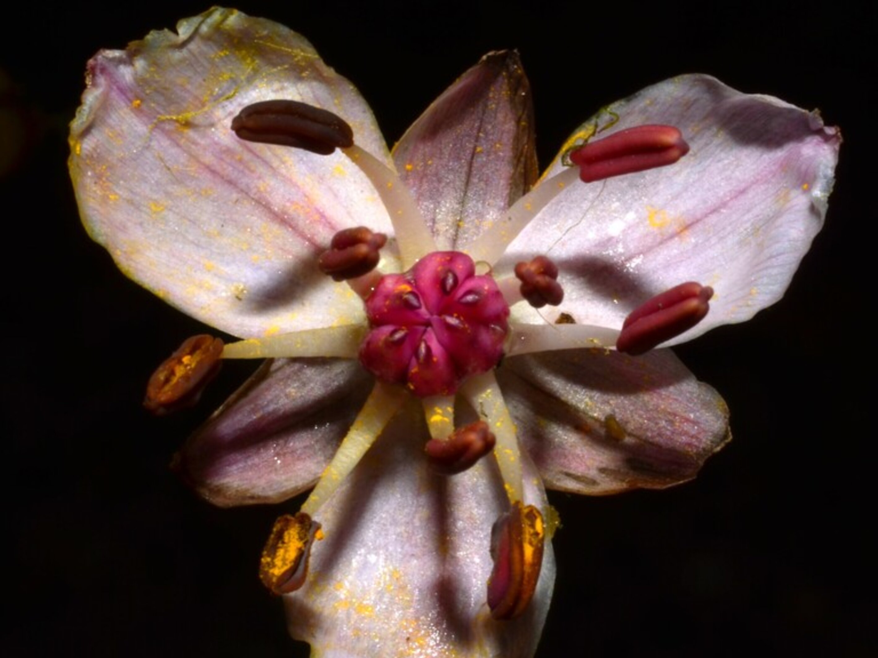 Flowering Rush | Nebraska Invasive Species Council | Nebraska