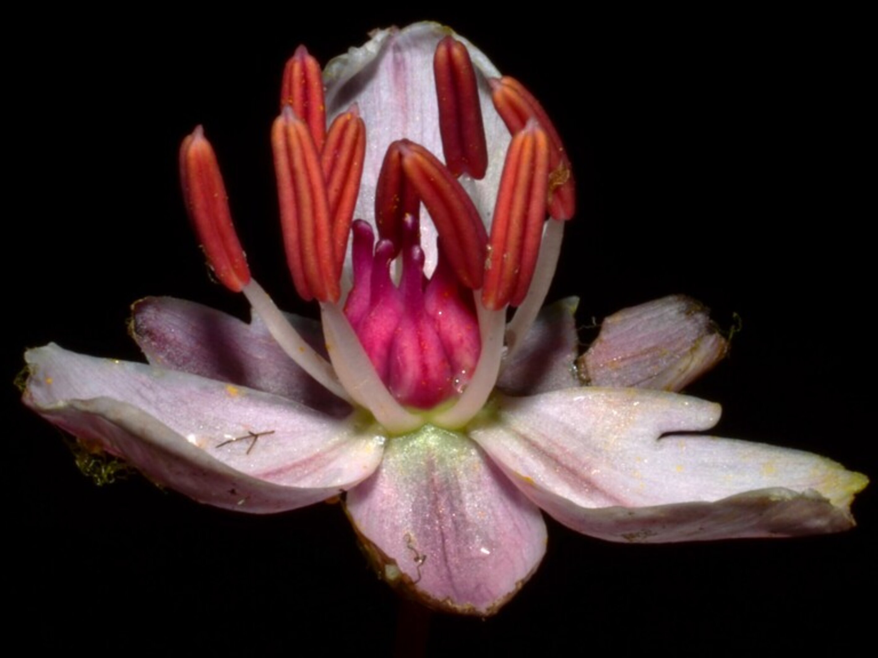 Flowering Rush | Nebraska Invasive Species Council | Nebraska