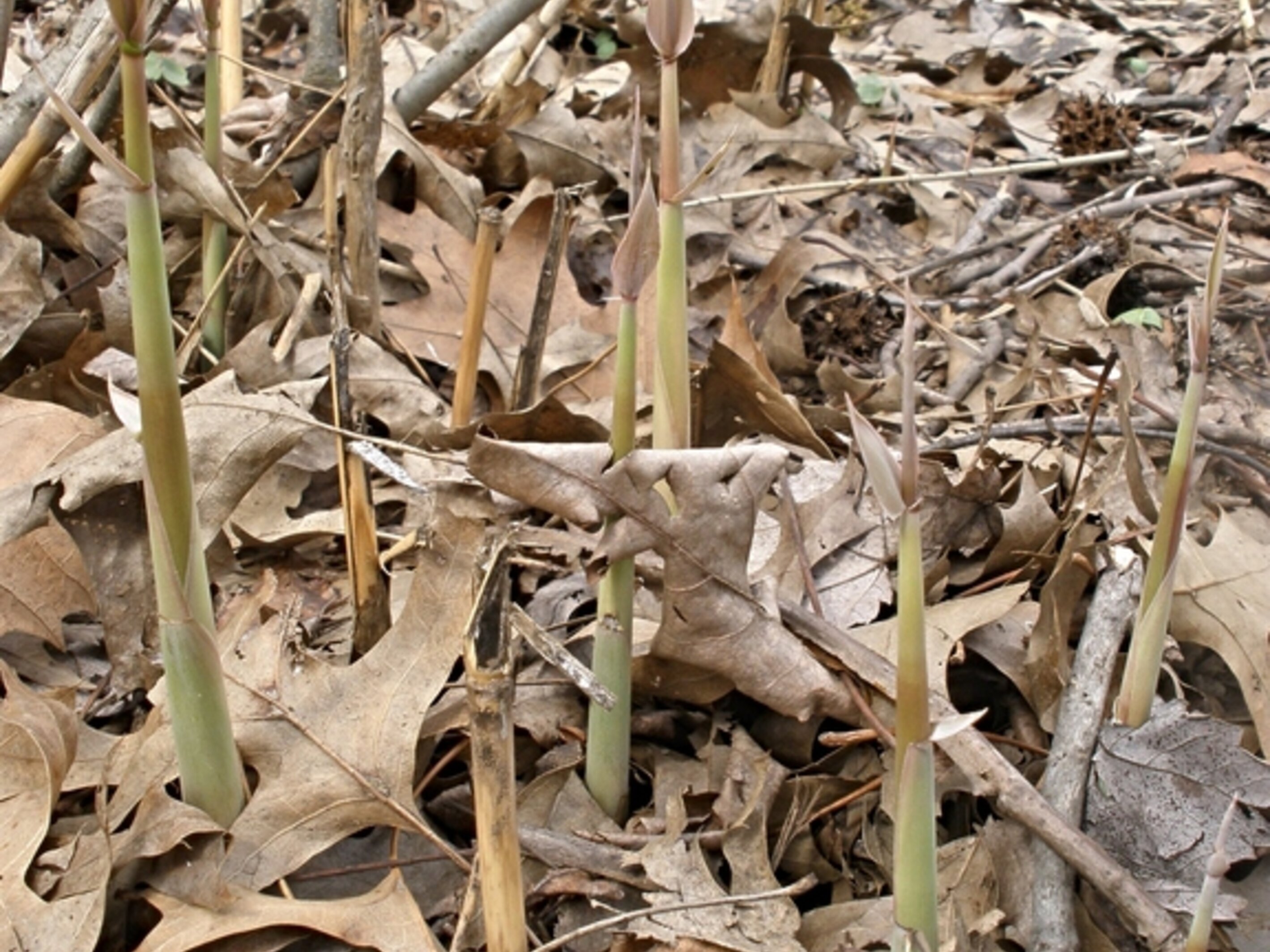 Common Reed | Nebraska Invasive Species Council | Nebraska