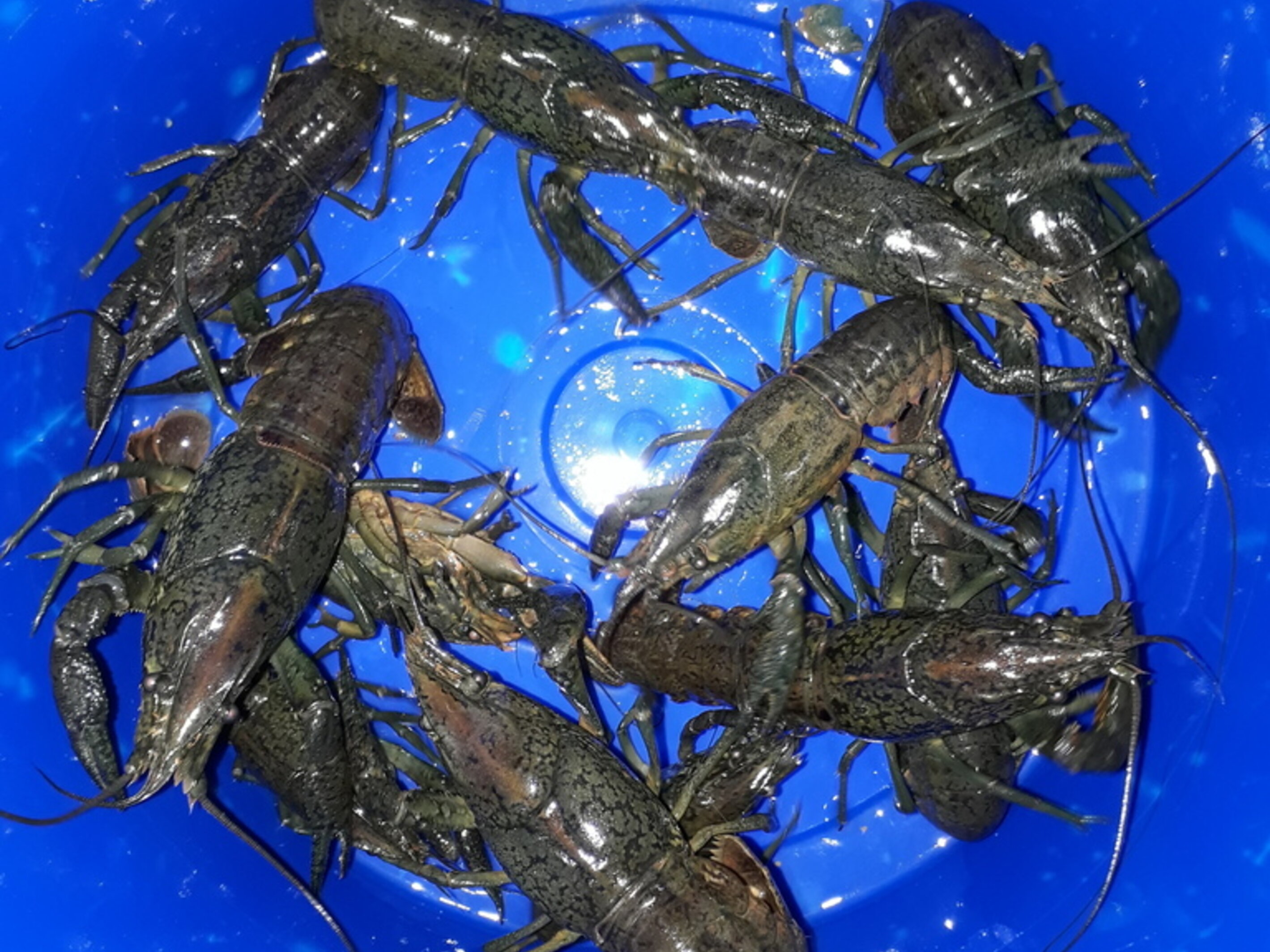 Marbled Crayfish | Nebraska Invasive Species Council | Nebraska
