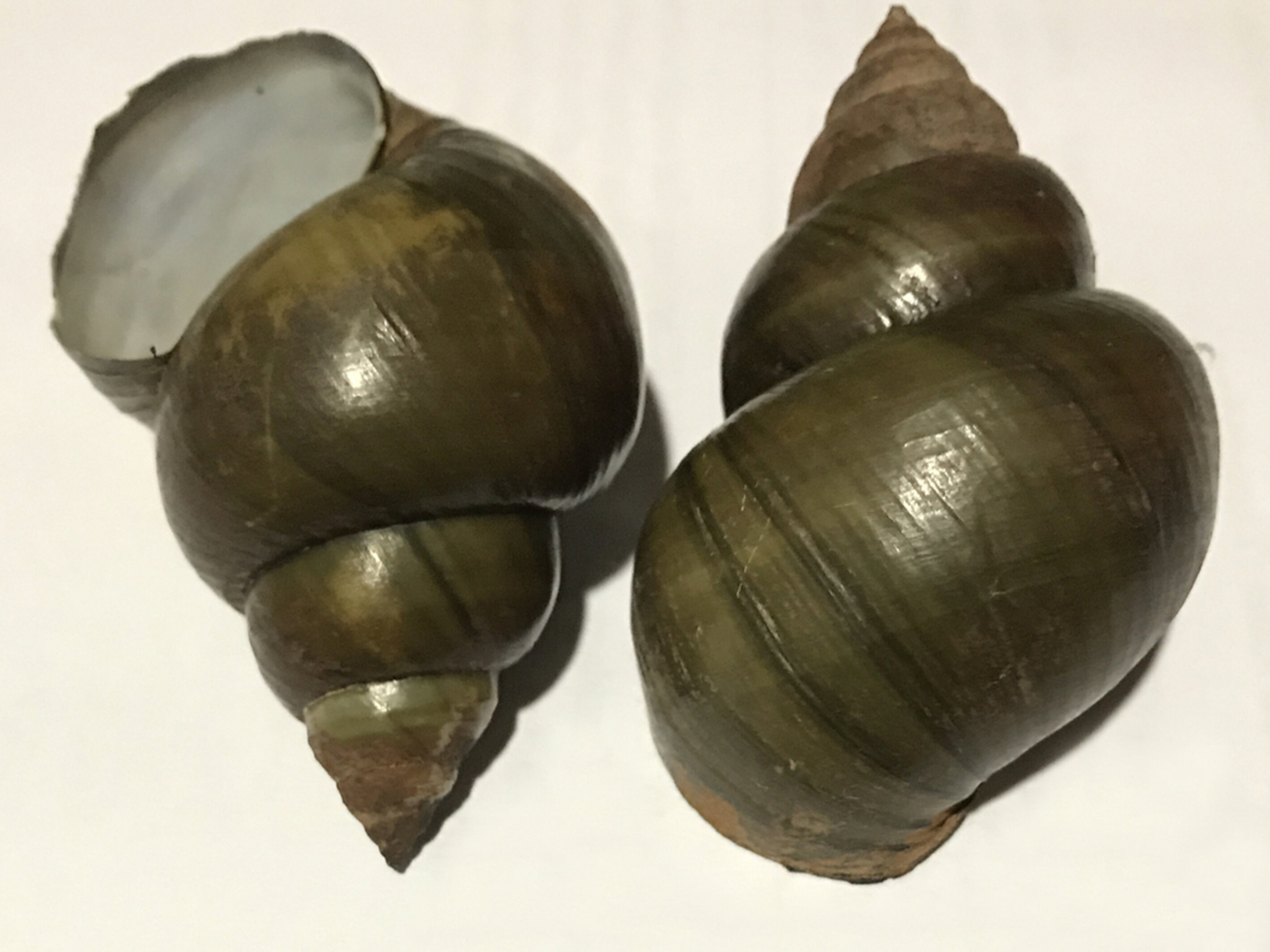 Black Mystery Snail | Nebraska Invasive Species Council | Nebraska