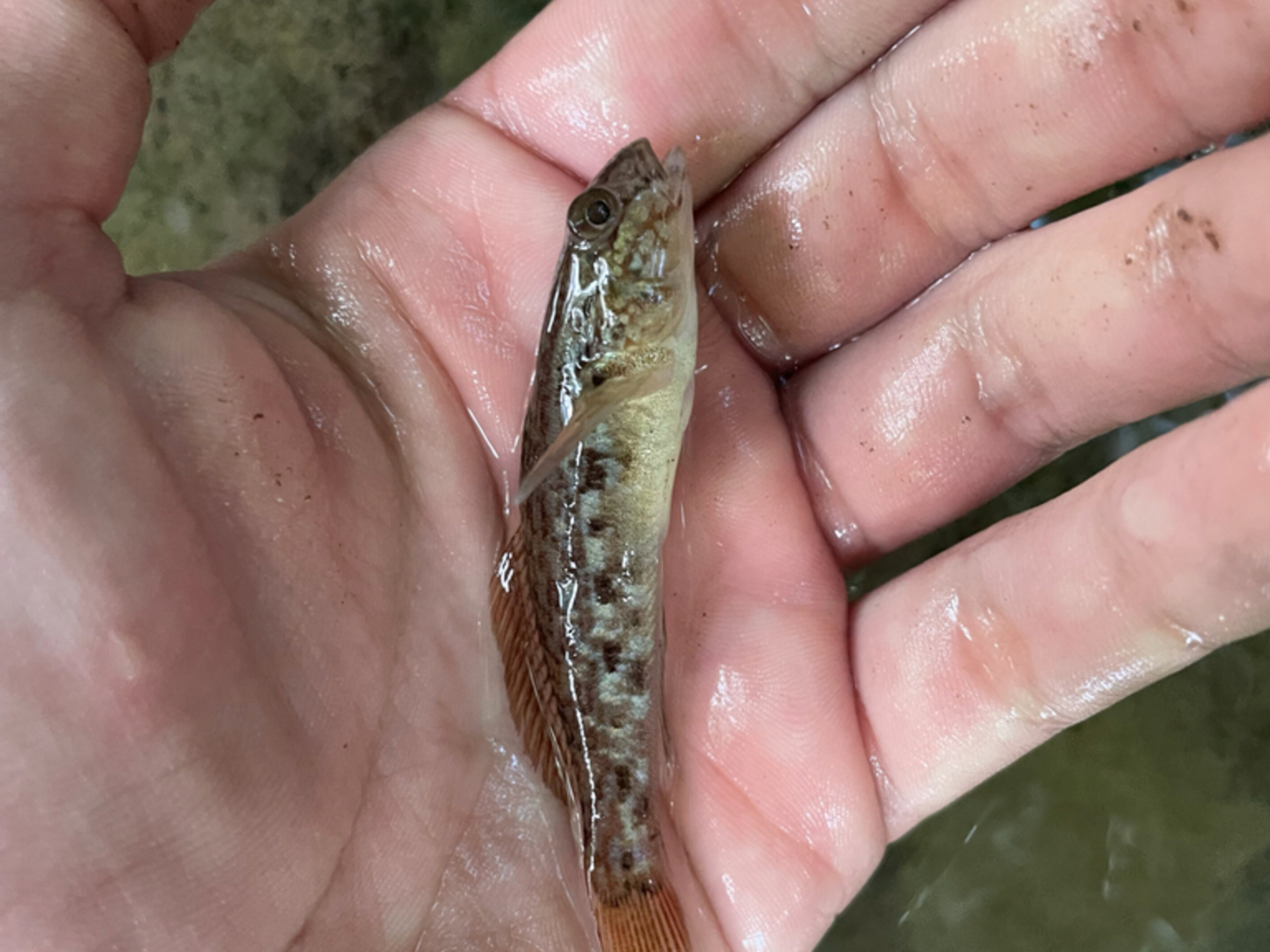Round Goby | Nebraska Invasive Species Council | Nebraska