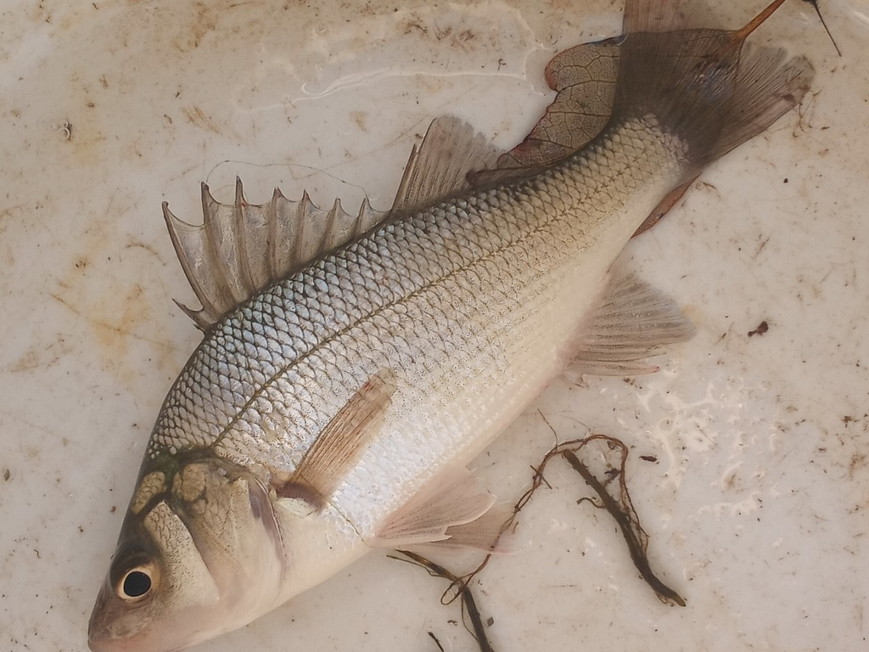 White Perch | Nebraska Invasive Species Council | Nebraska