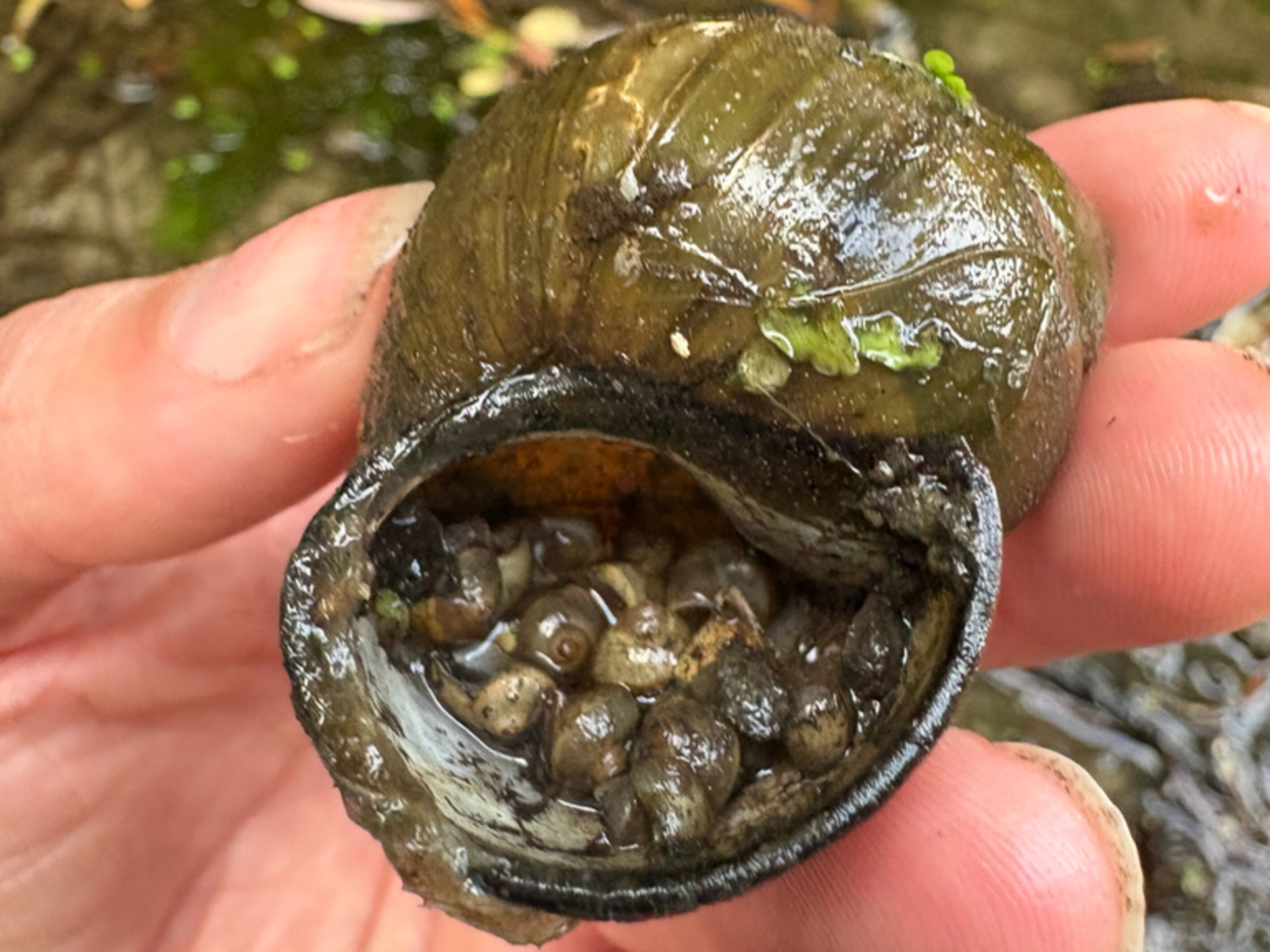 Trapdoor Snail | Nebraska Invasive Species Council | Nebraska