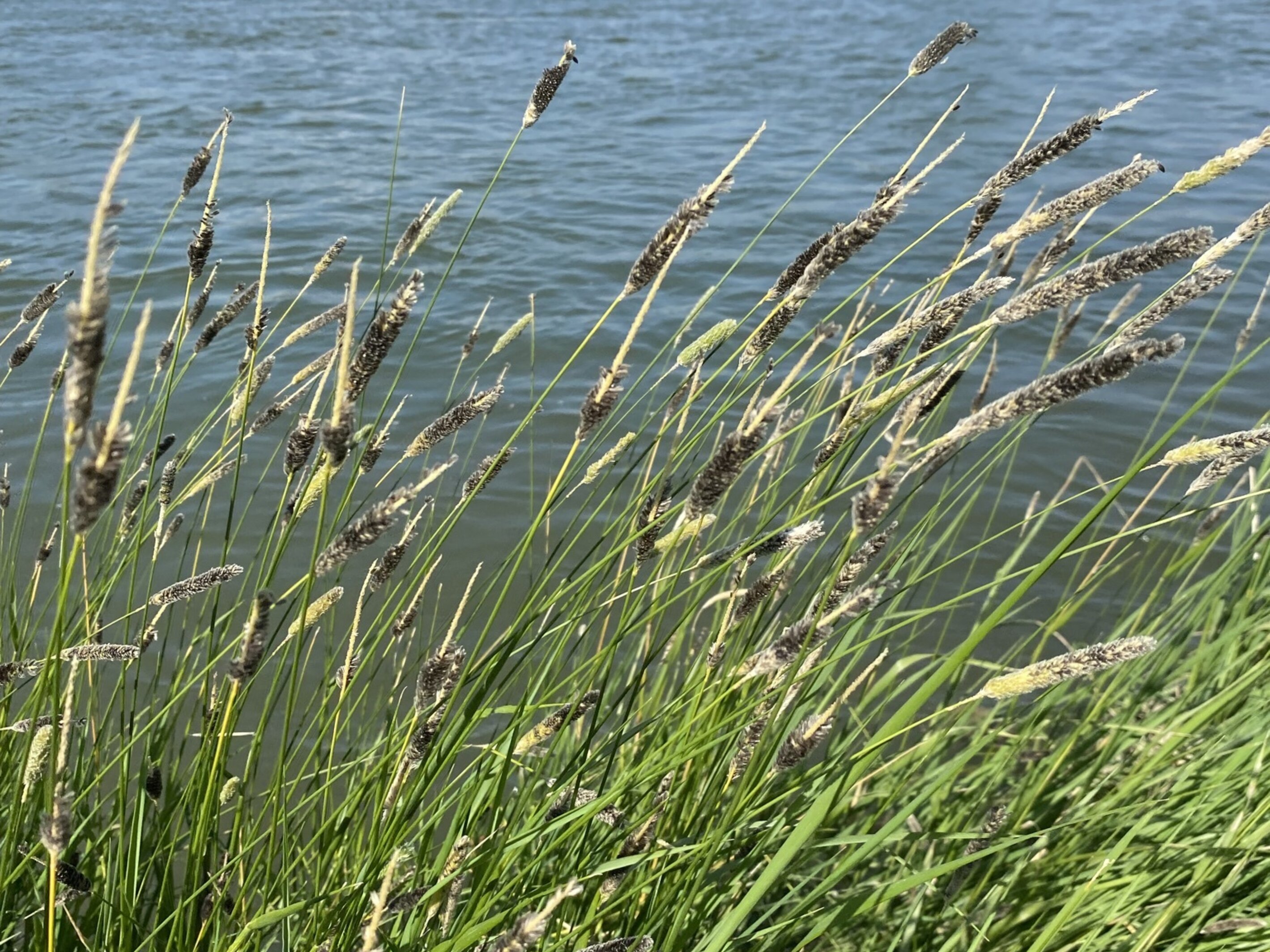 Creeping Foxtail | Nebraska Invasive Species Council | Nebraska