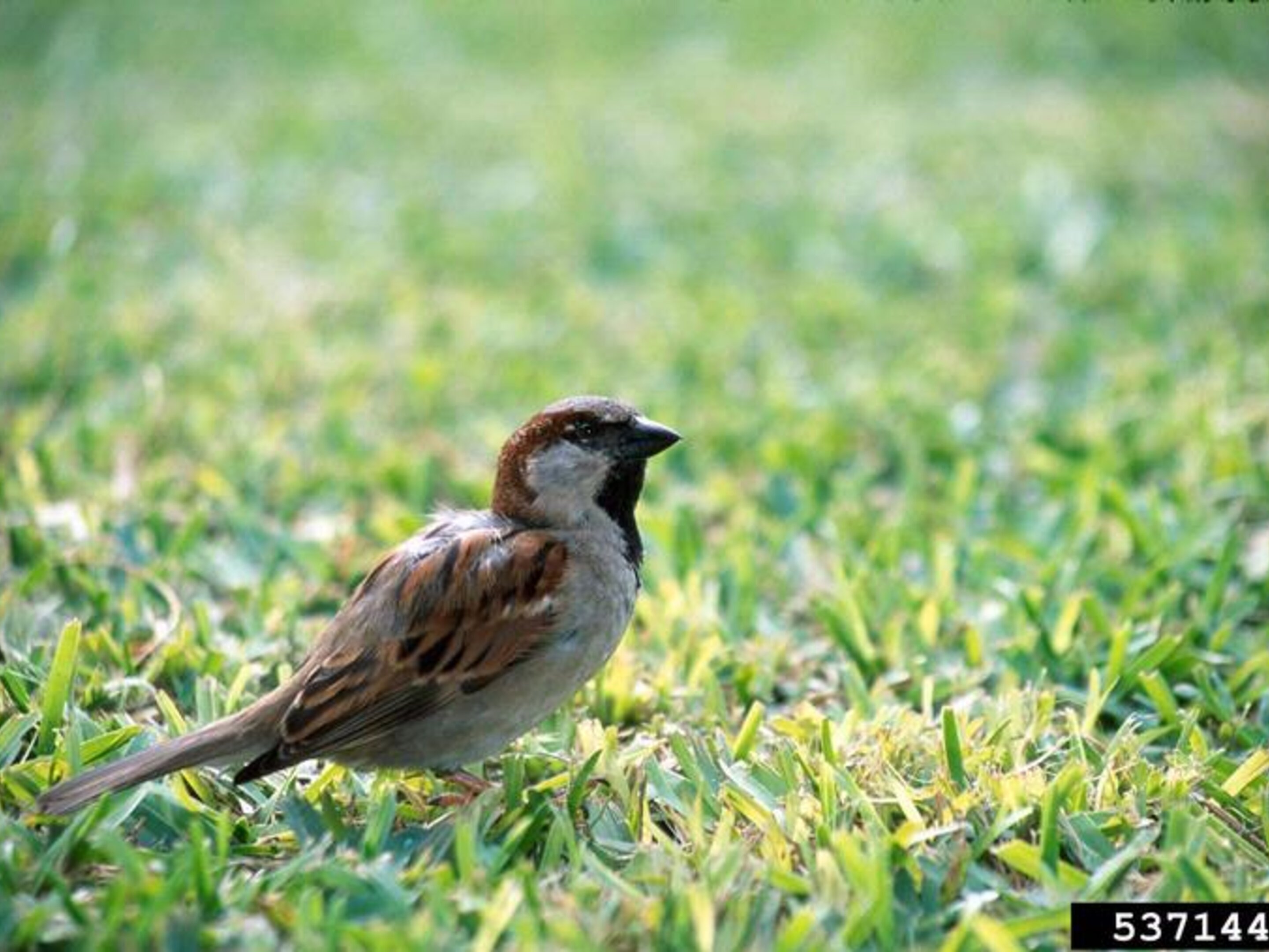 Terrestrial Invasive Wildlife | Nebraska Invasive Species Council ...