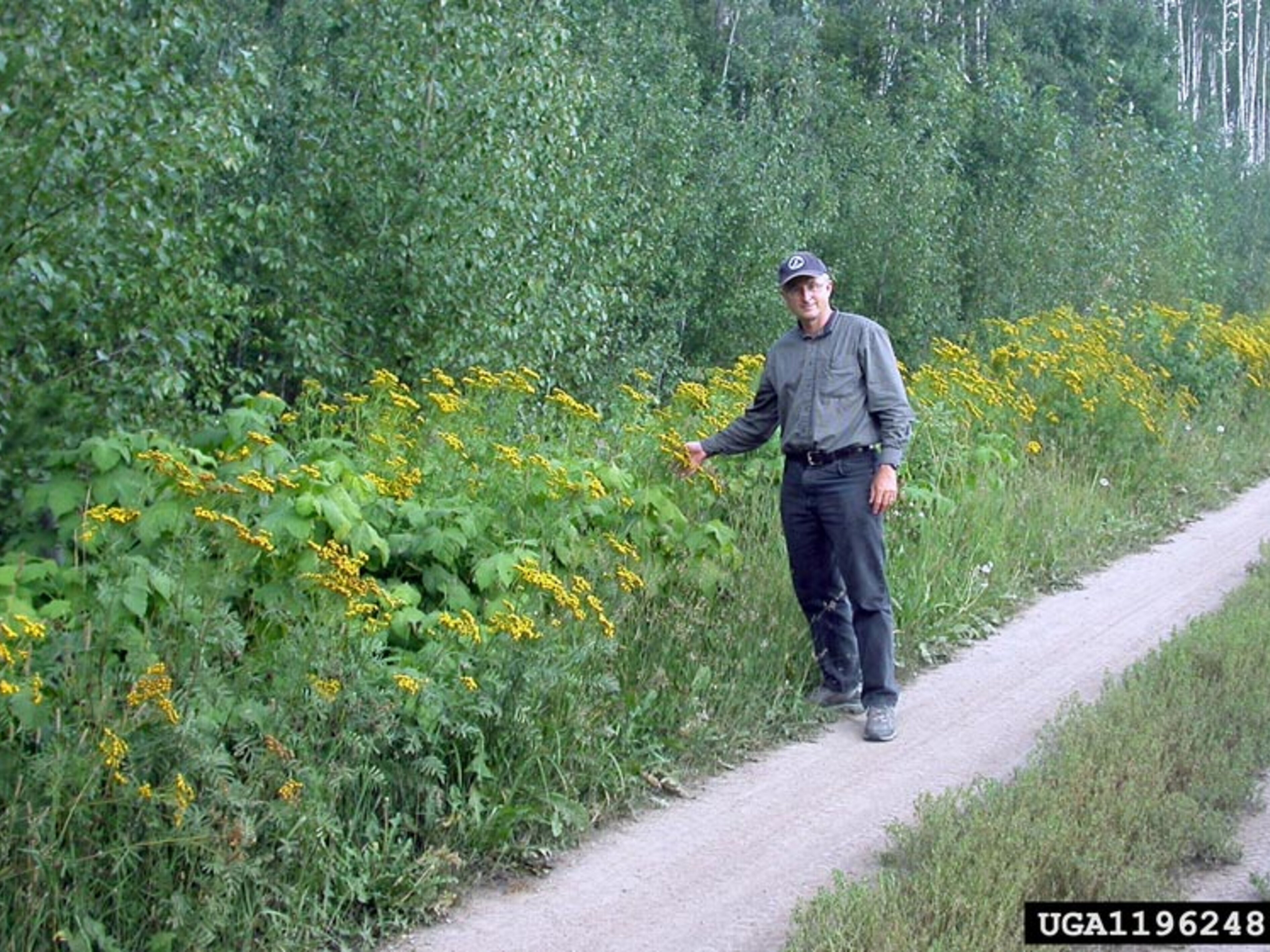 Common Tansy | Nebraska Invasive Species Council | Nebraska