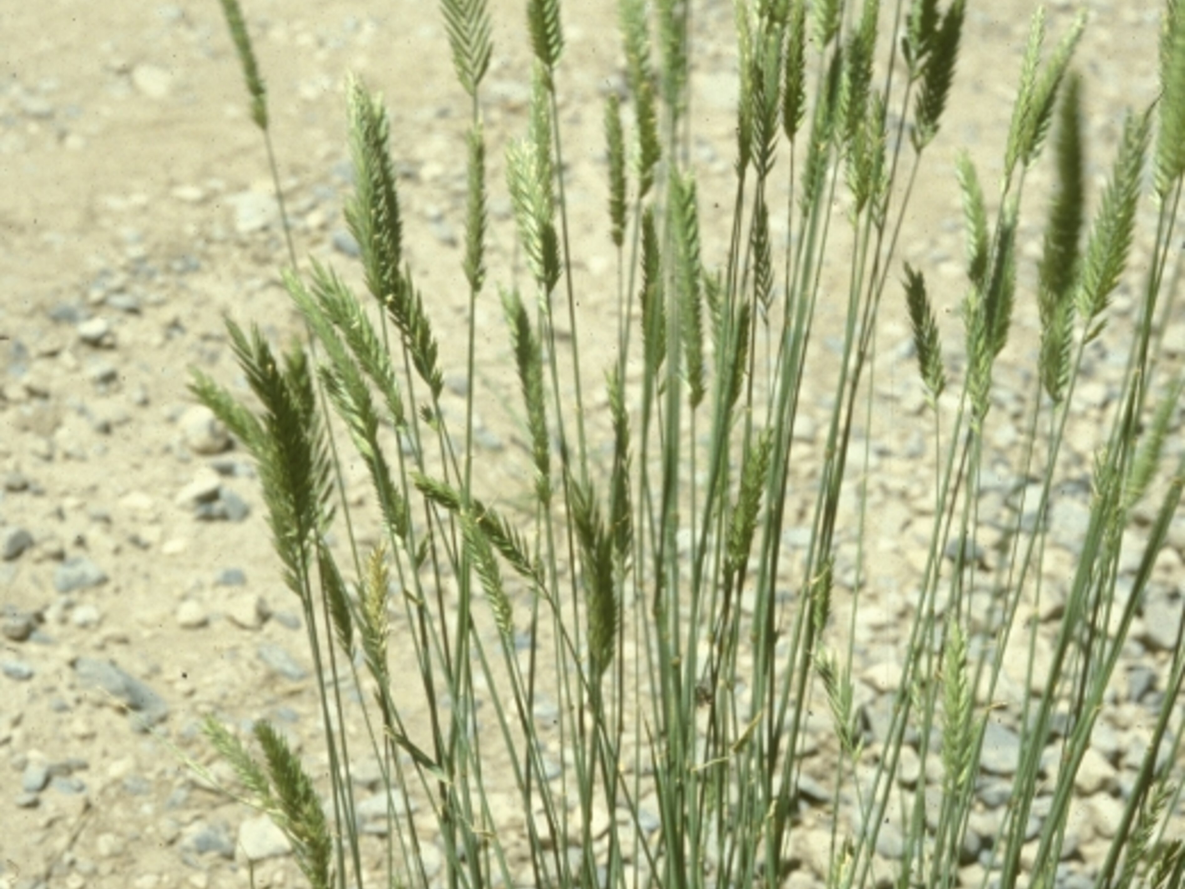 Crested Wheatgrass | Nebraska Invasive Species Council | Nebraska