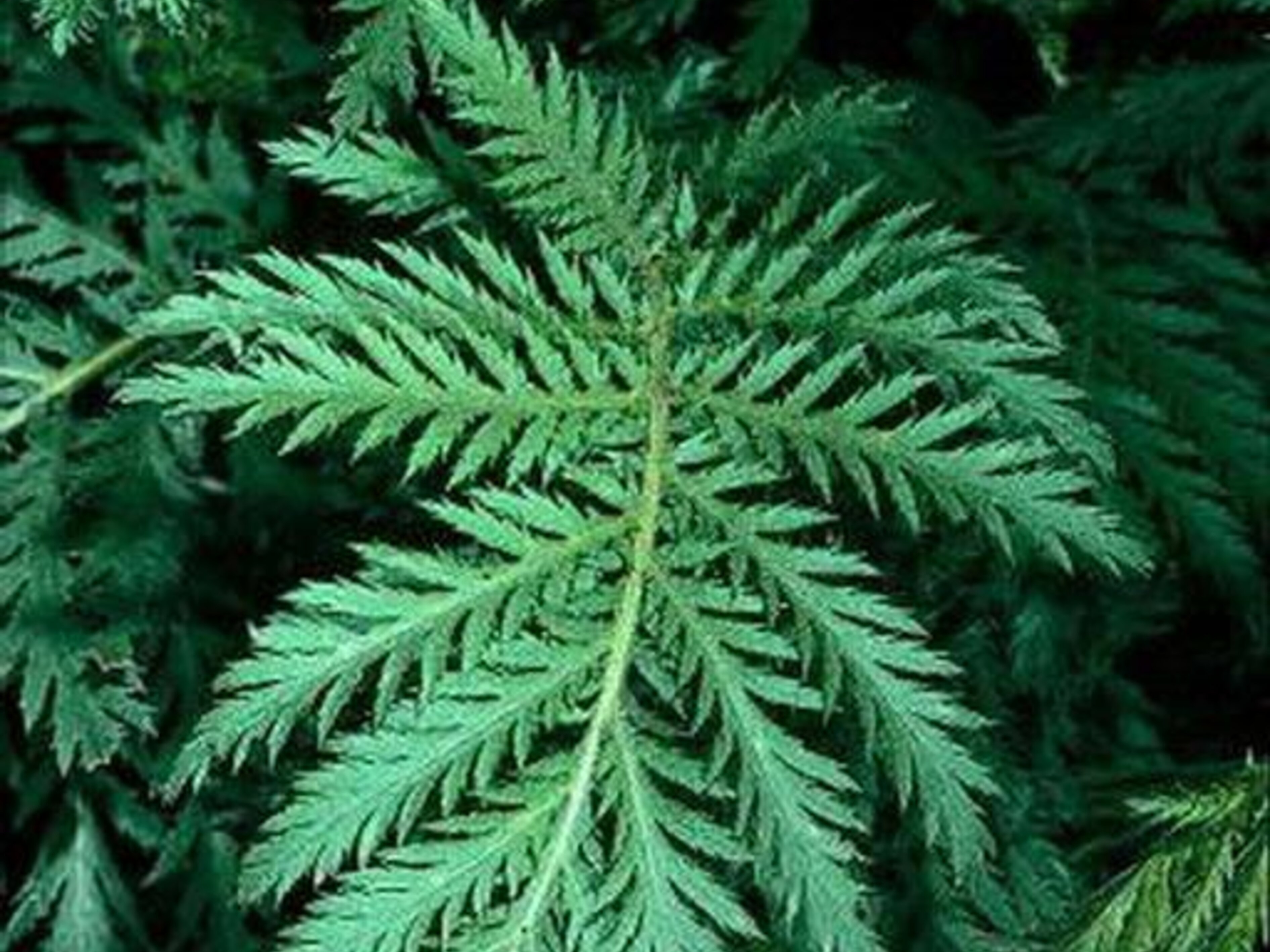 Common Tansy | Nebraska Invasive Species Council | Nebraska