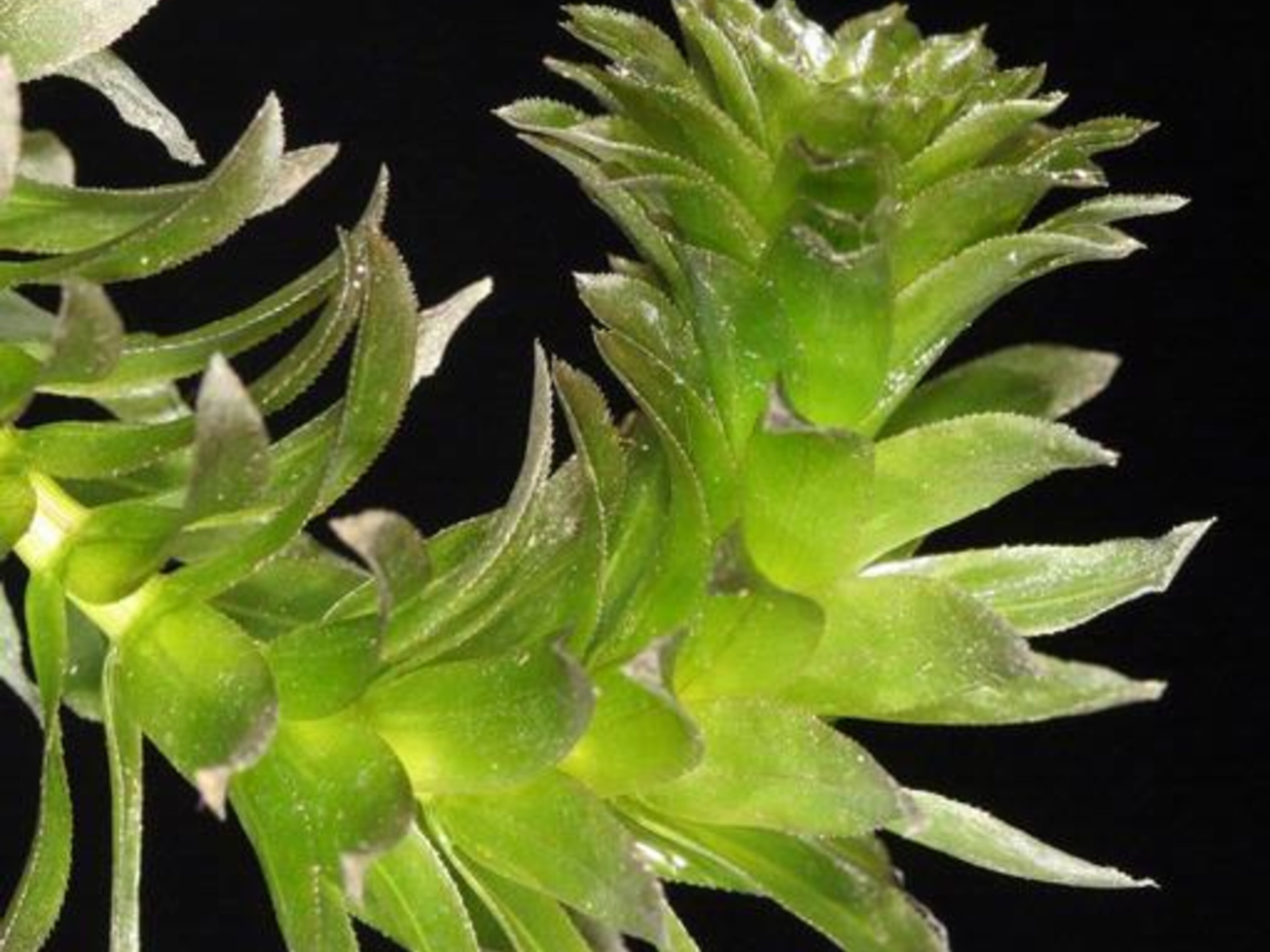Elodea | Nebraska Invasive Species Council | Nebraska