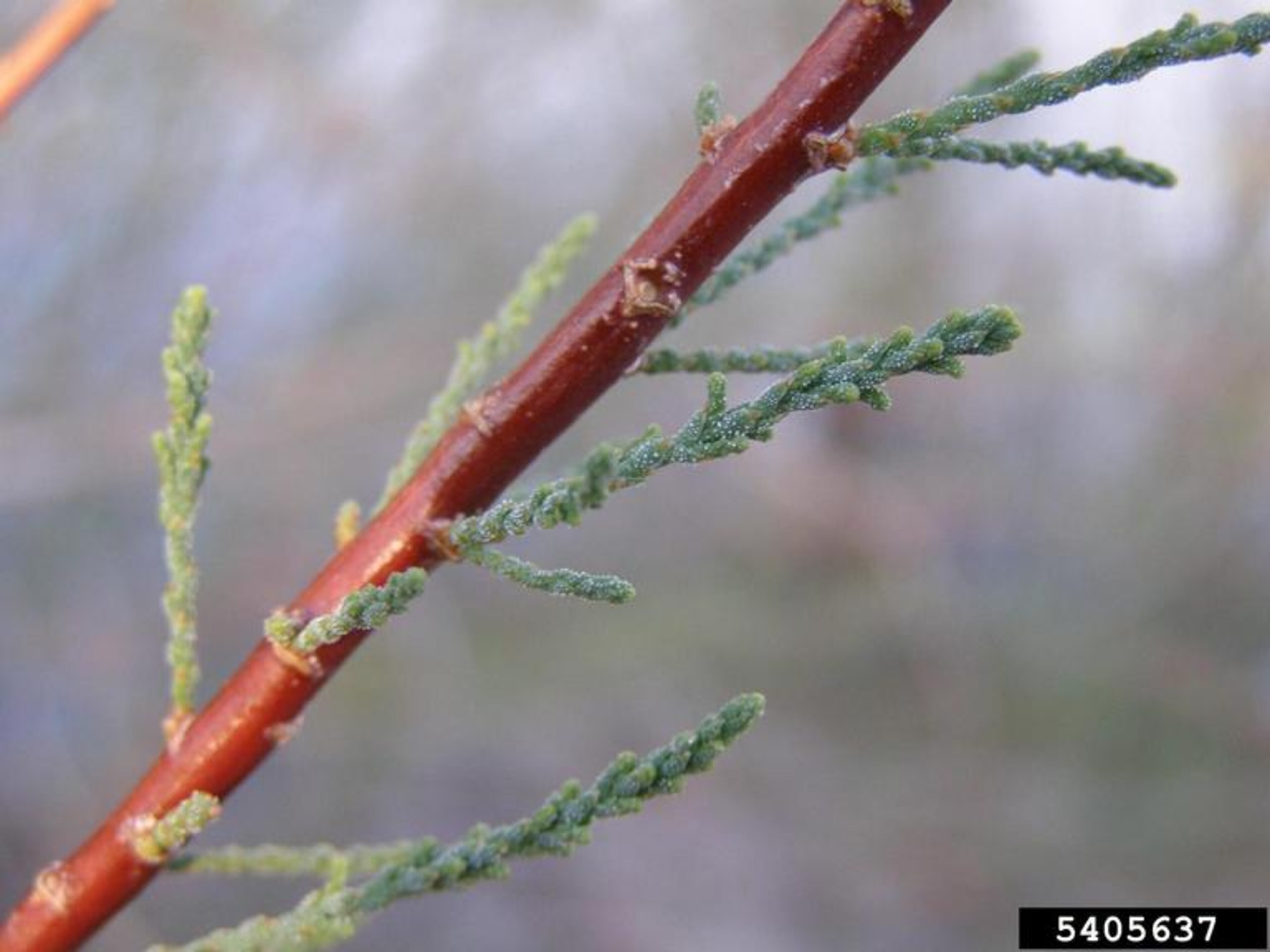 Saltcedar | Nebraska Invasive Species Council | Nebraska