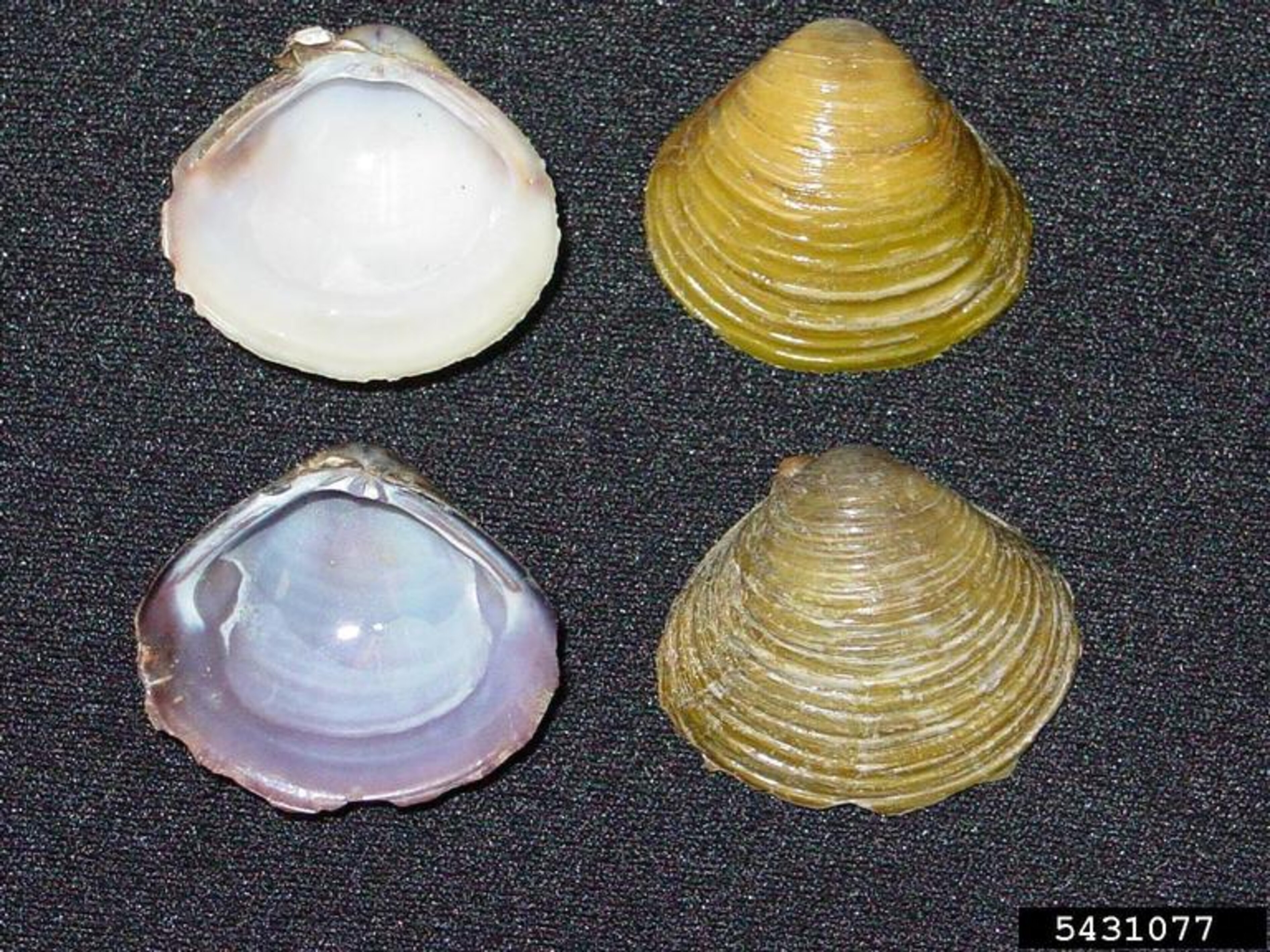 Freshwater Golden Clam | Nebraska Invasive Species Council | Nebraska