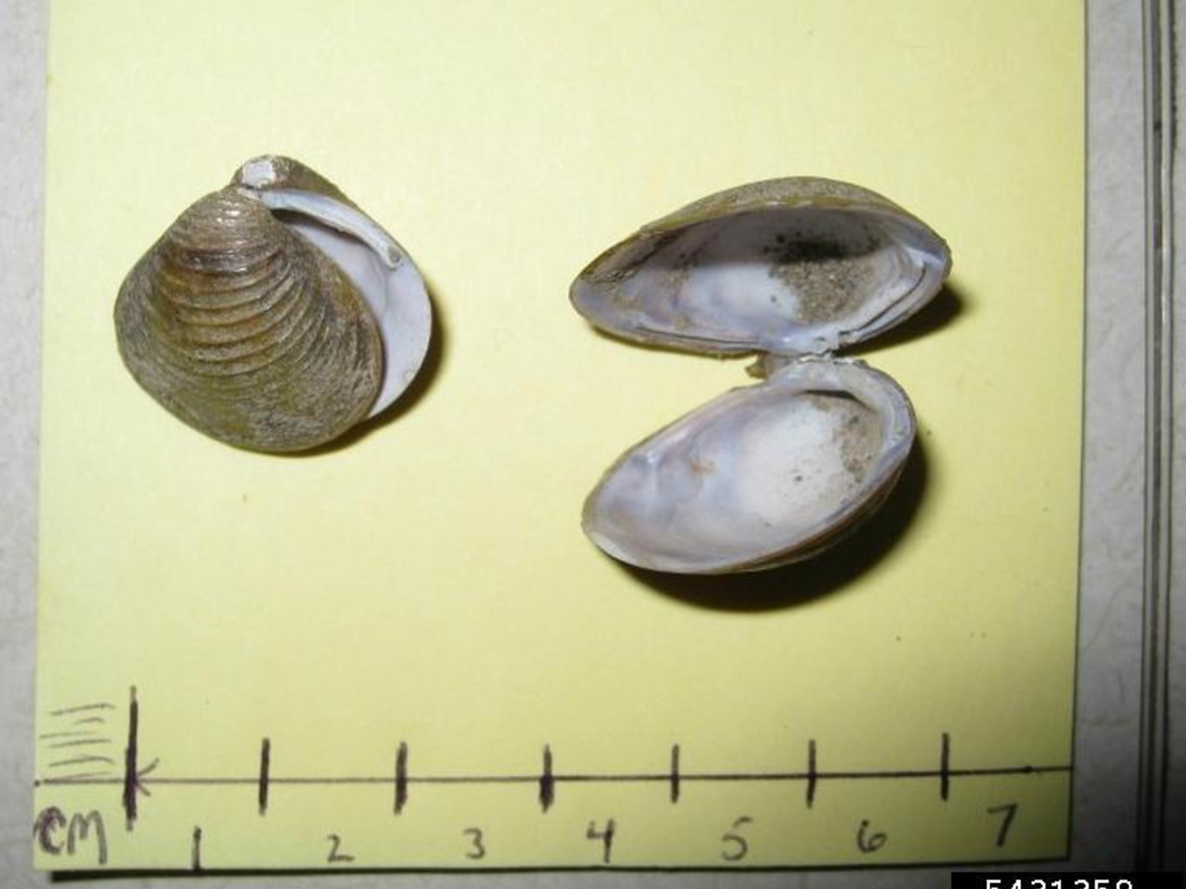 Freshwater Golden Clam | Nebraska Invasive Species Council | Nebraska