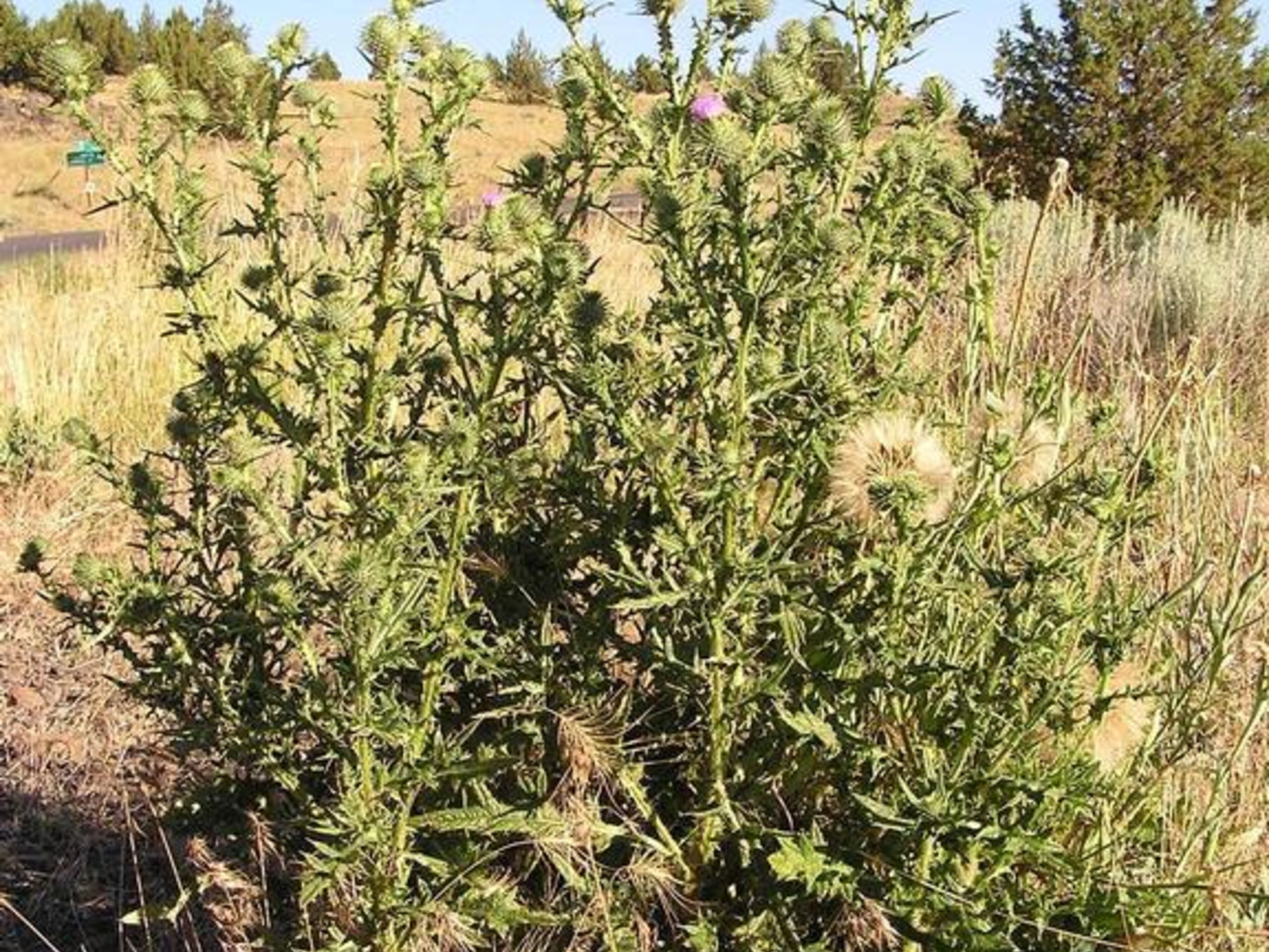 Bull Thistle | Nebraska Invasive Species Council | Nebraska