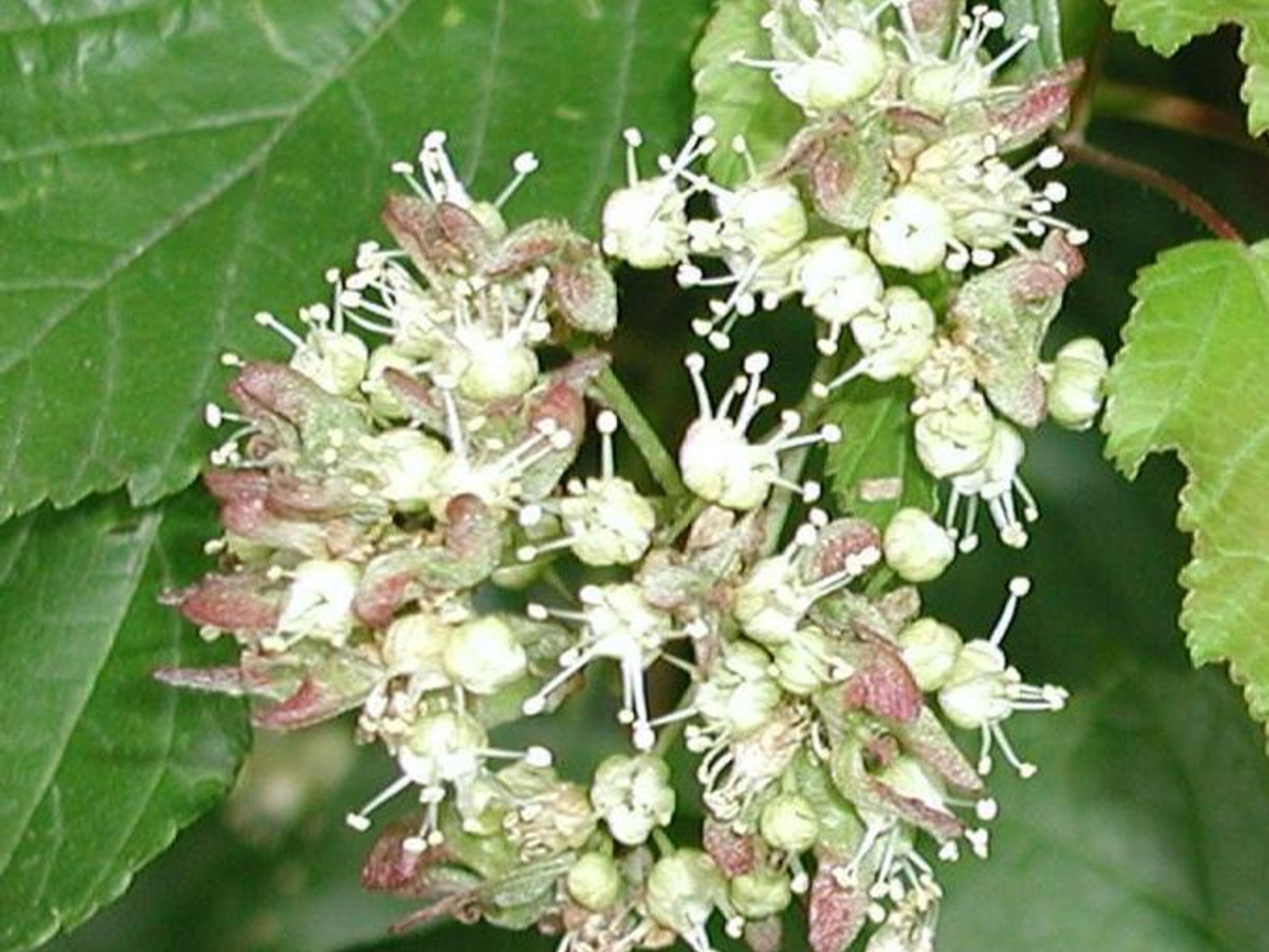 Amur Maple | Nebraska Invasive Species Council | Nebraska