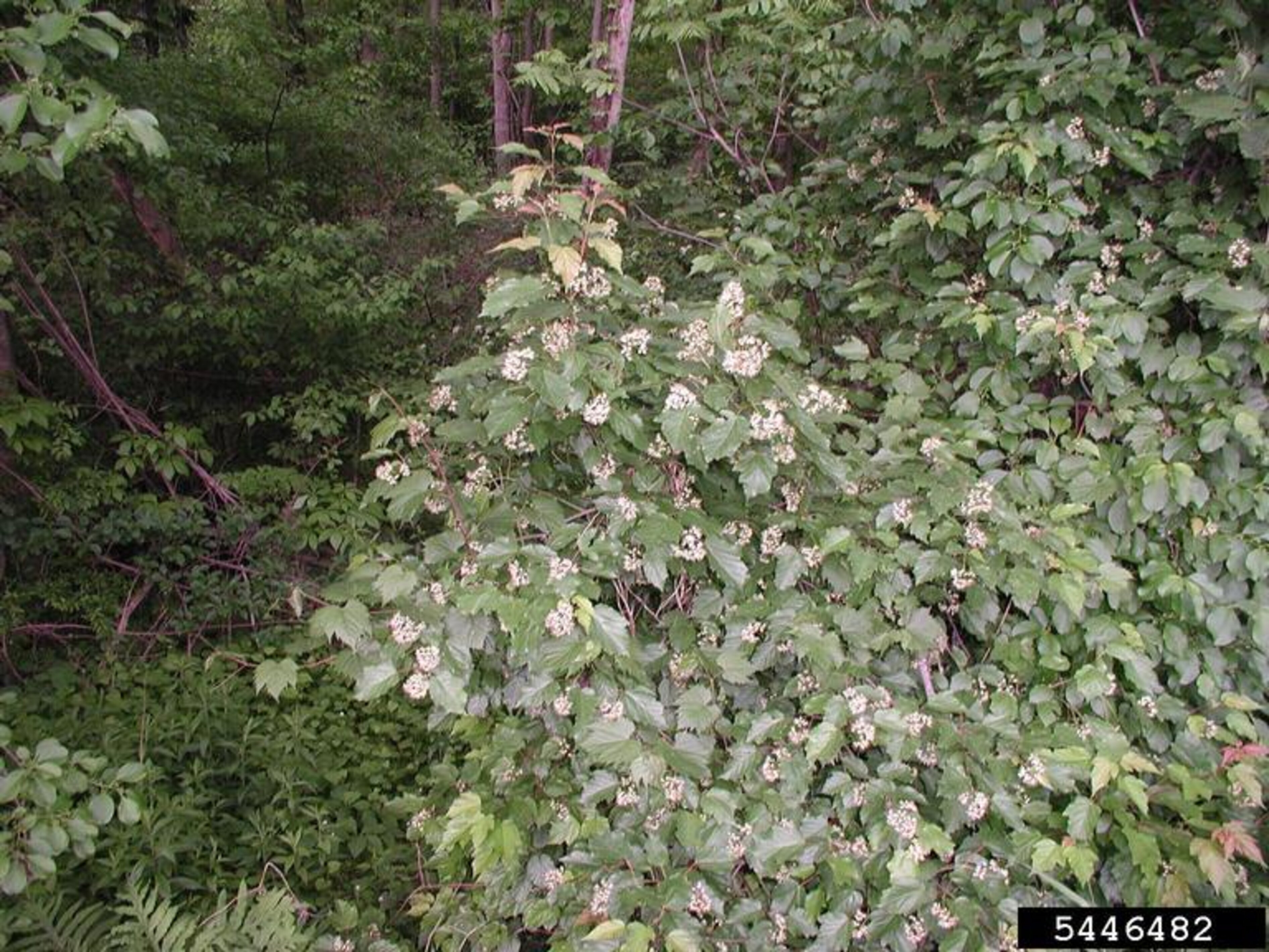 Amur Maple | Nebraska Invasive Species Council | Nebraska